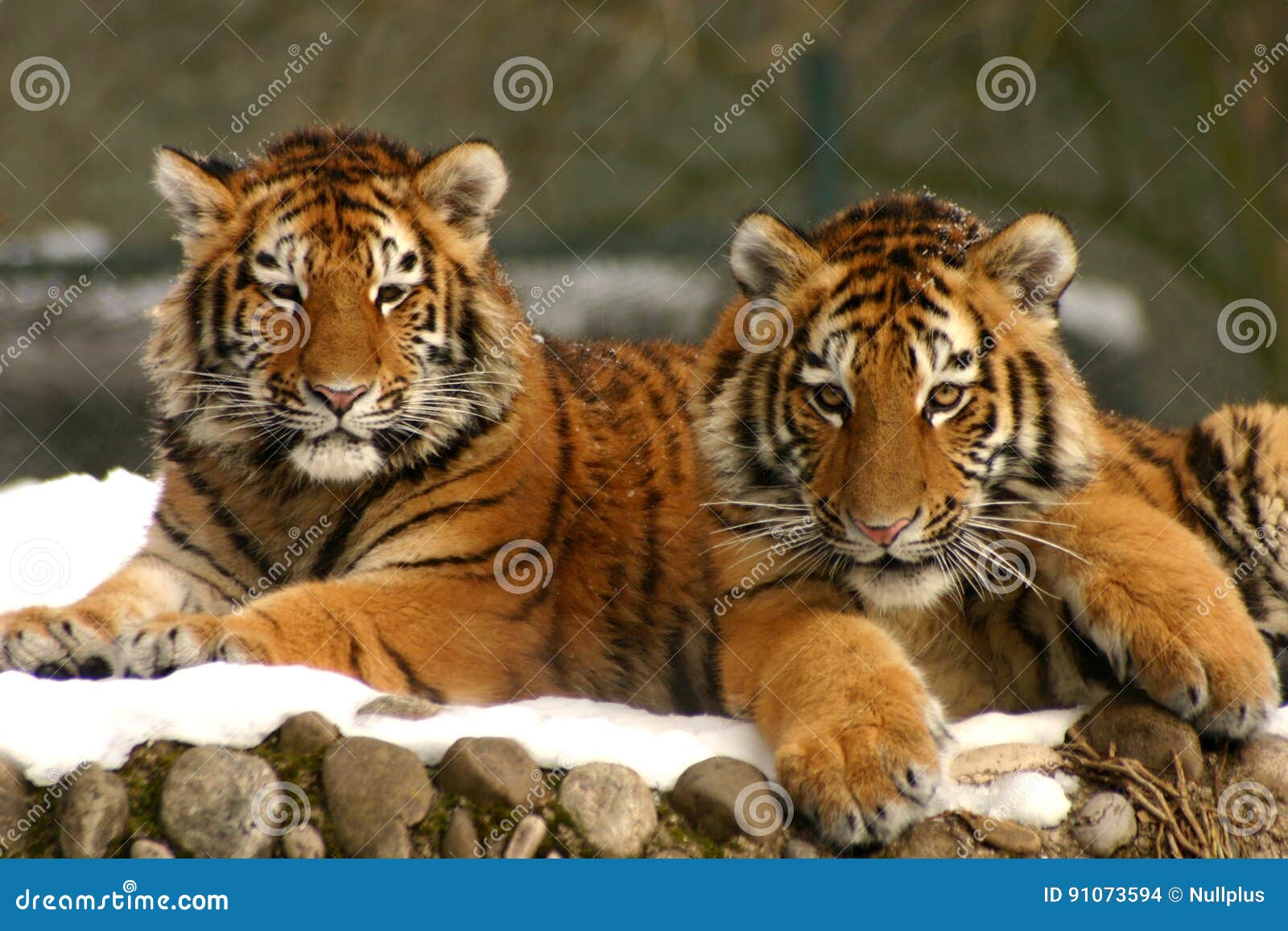 Tiger Cubs stock photo. Image of endangered, cubs, cats - 91073594