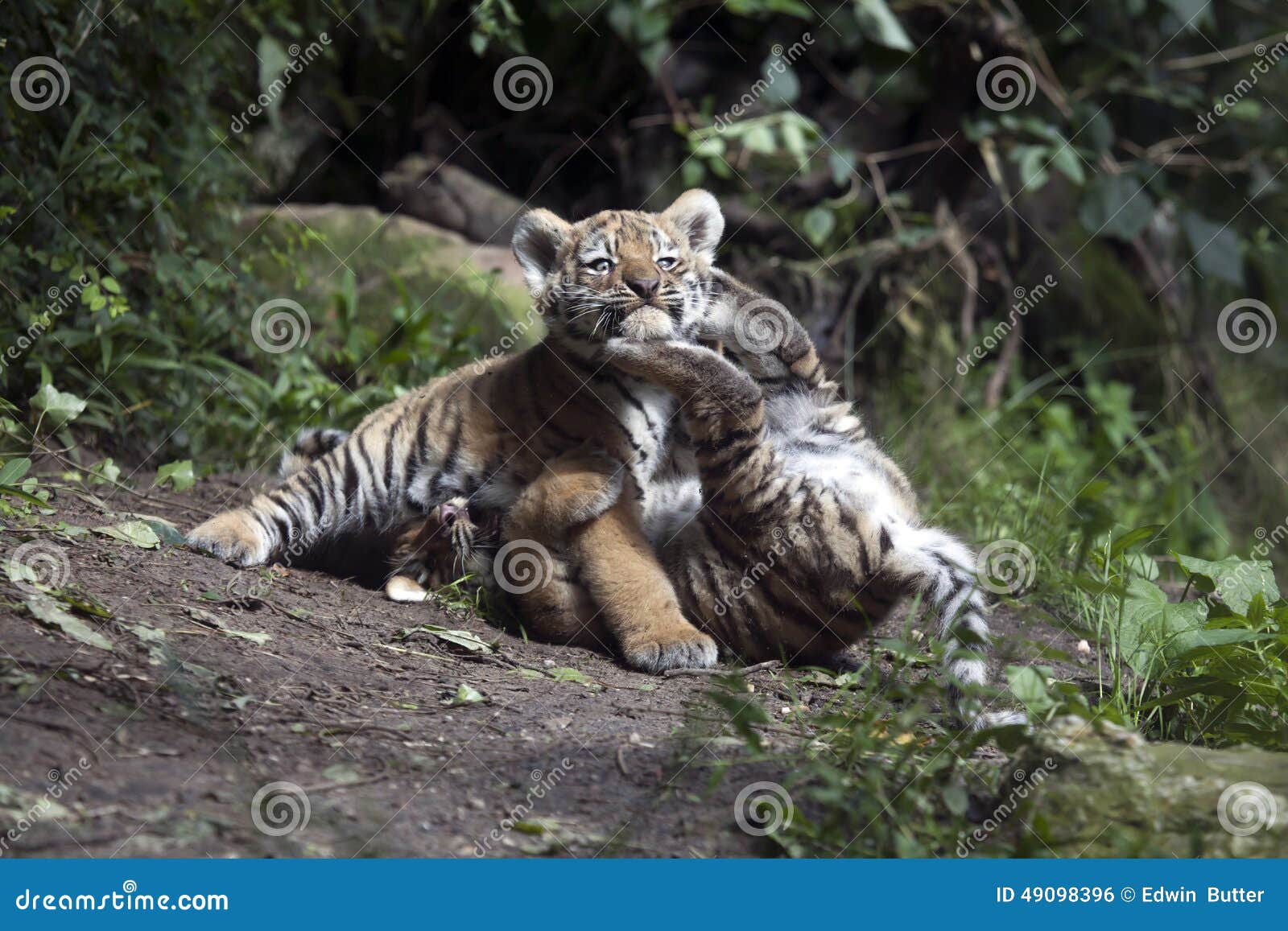 Tiger cubs stock photo. Image of black, playing, predator - 49098396