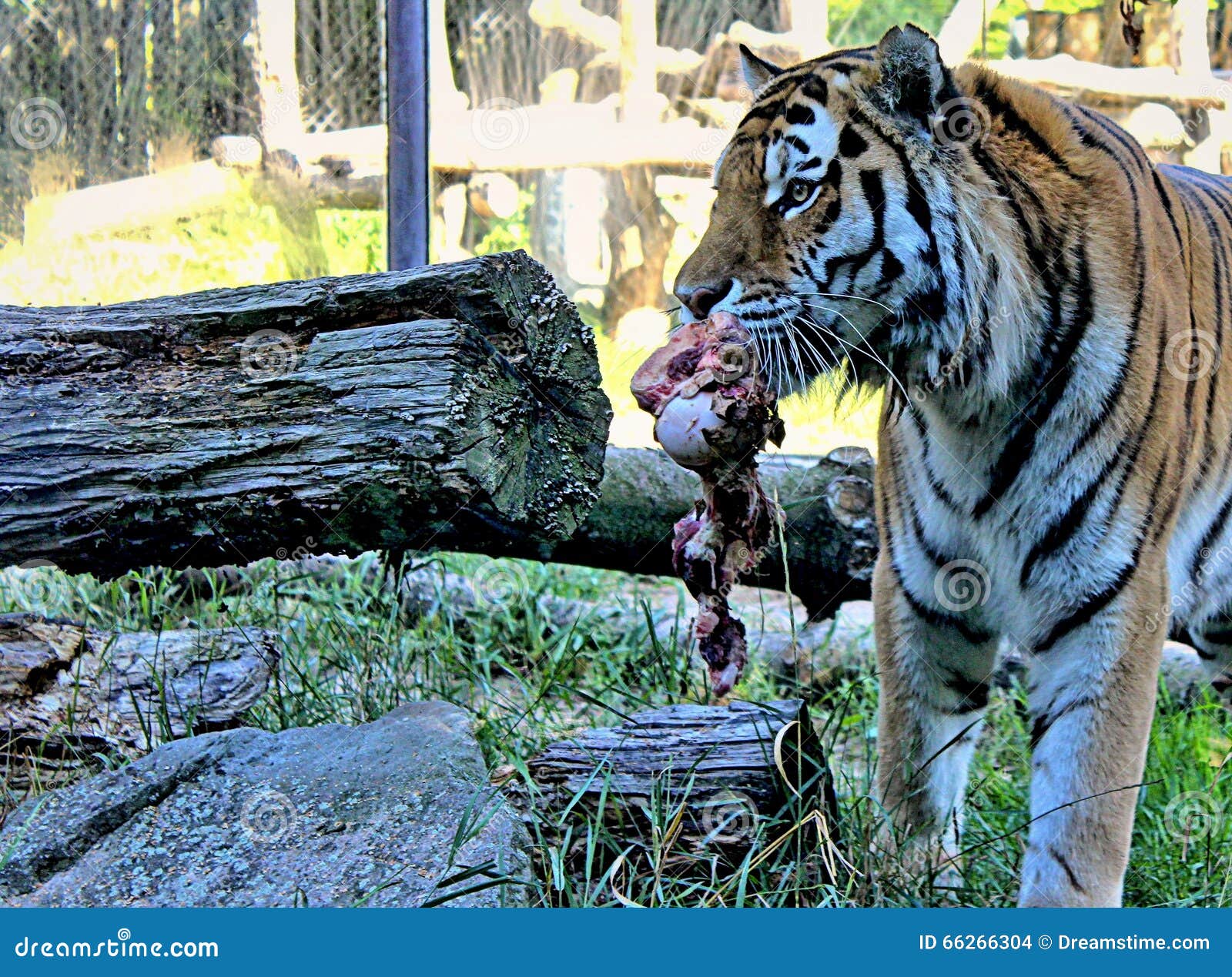 Tiger stock photo. Image of bone, fauna, wildcat, snack - 66266304