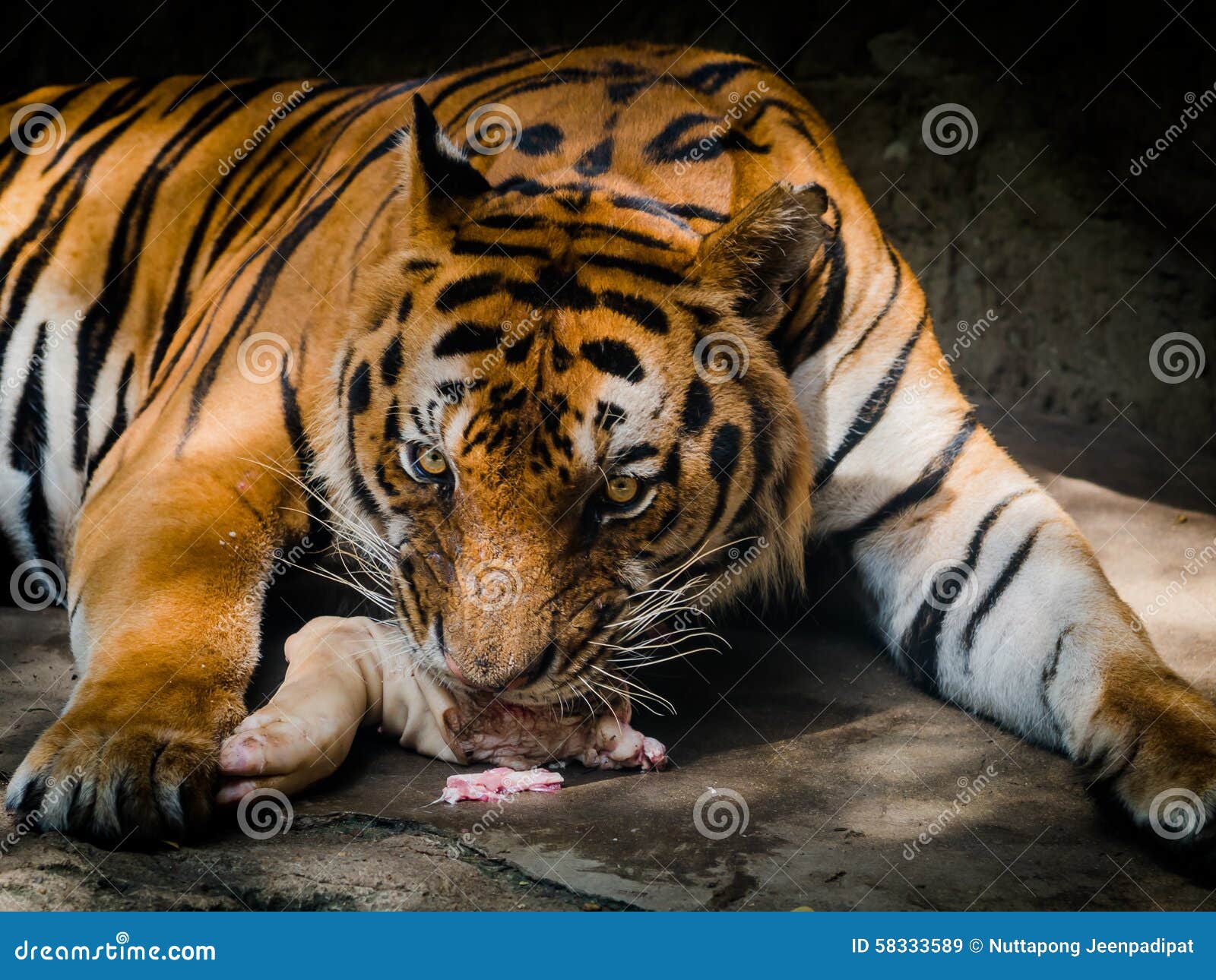 Tiger, Der Fleisch in Einem Zoo Isst Stockbild - Bild von essen, sonnig ...