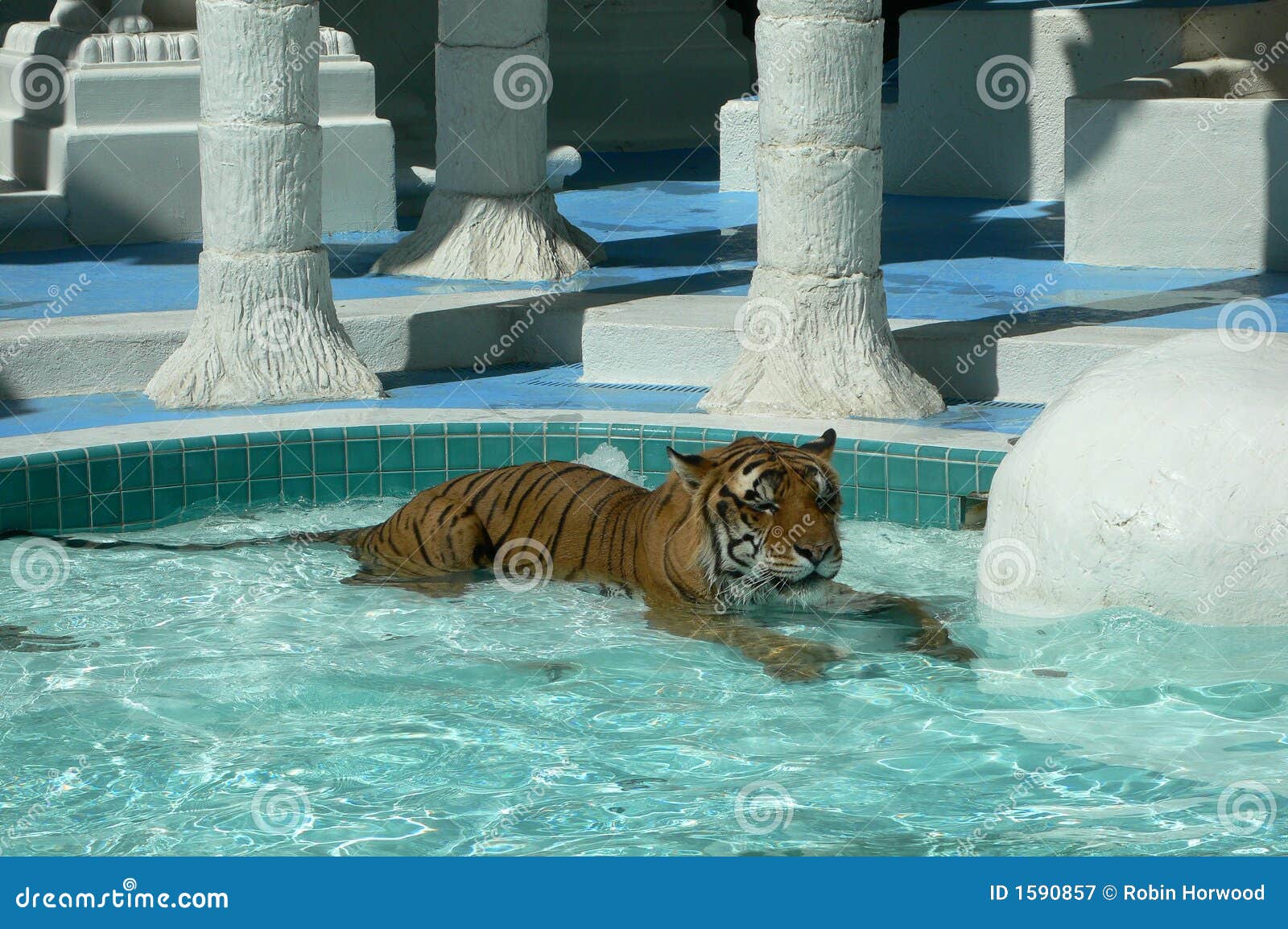 Tiger, Der Im Pool Sich Entspannt Redaktionelles Stockfotografie - Bild ...
