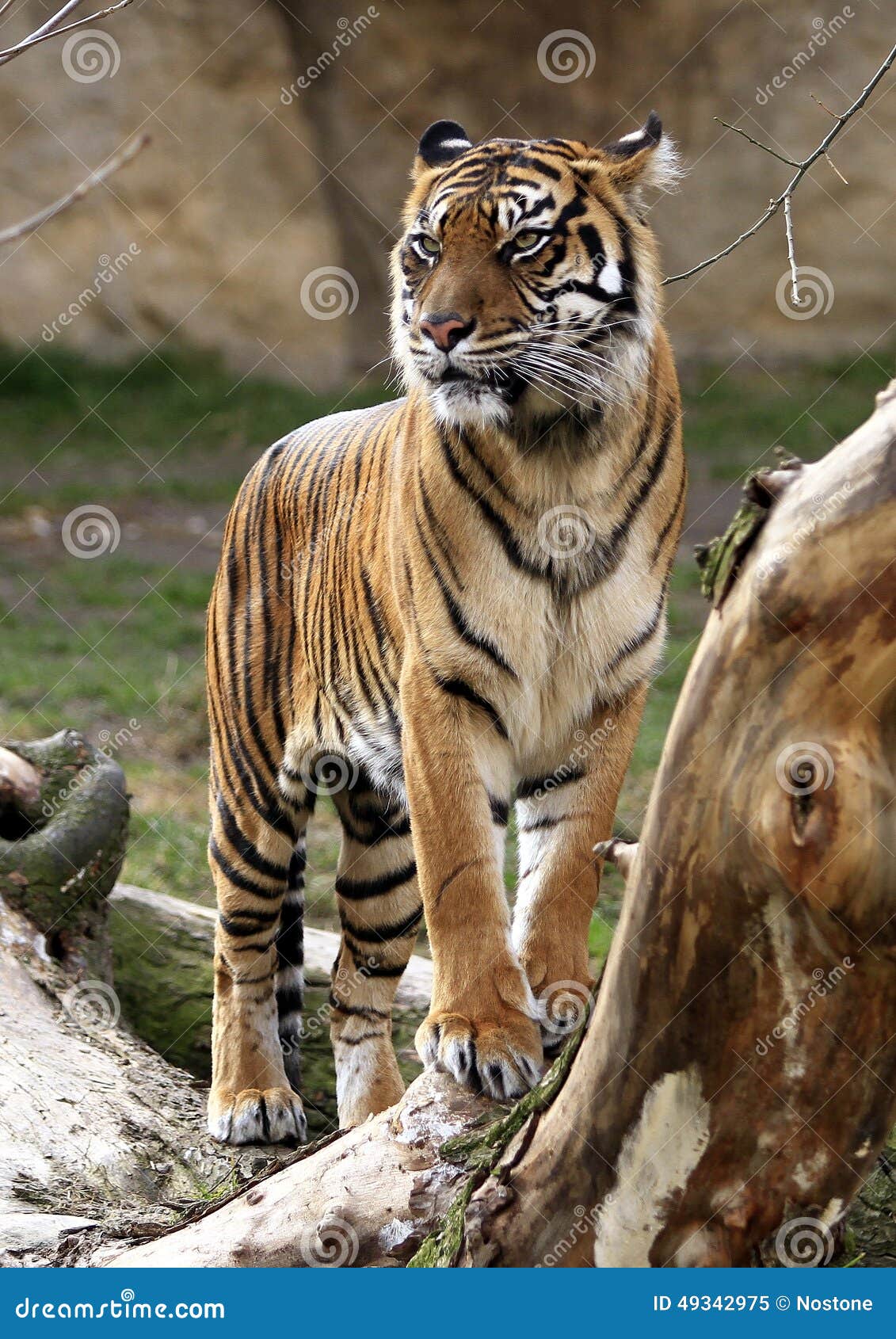 Tiger stock image. Image of feline, beauty, hunter, isolated - 49342975