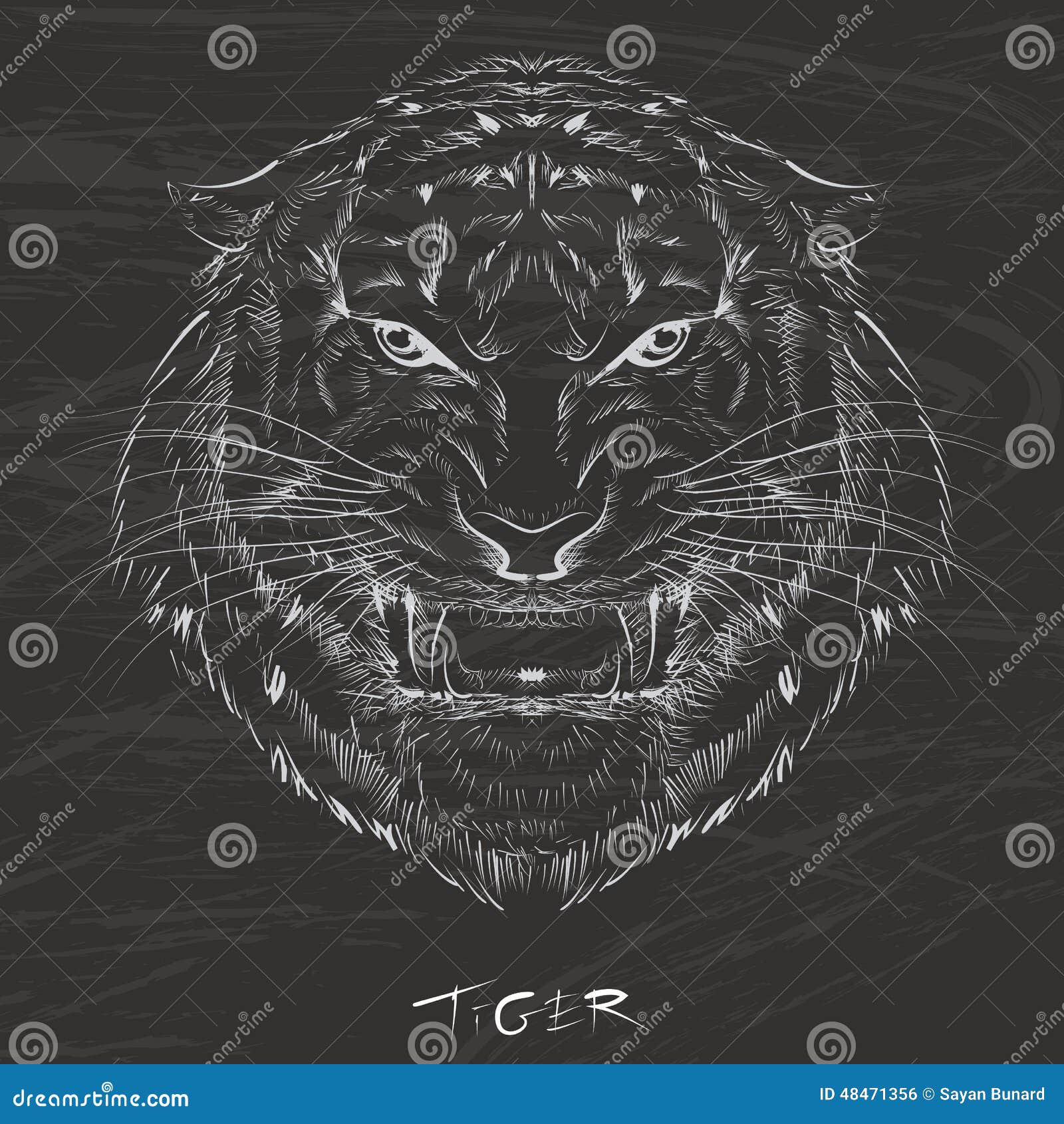 Tiger Drawing with Chalk on Blackboard Stock Vector - Illustration of ...