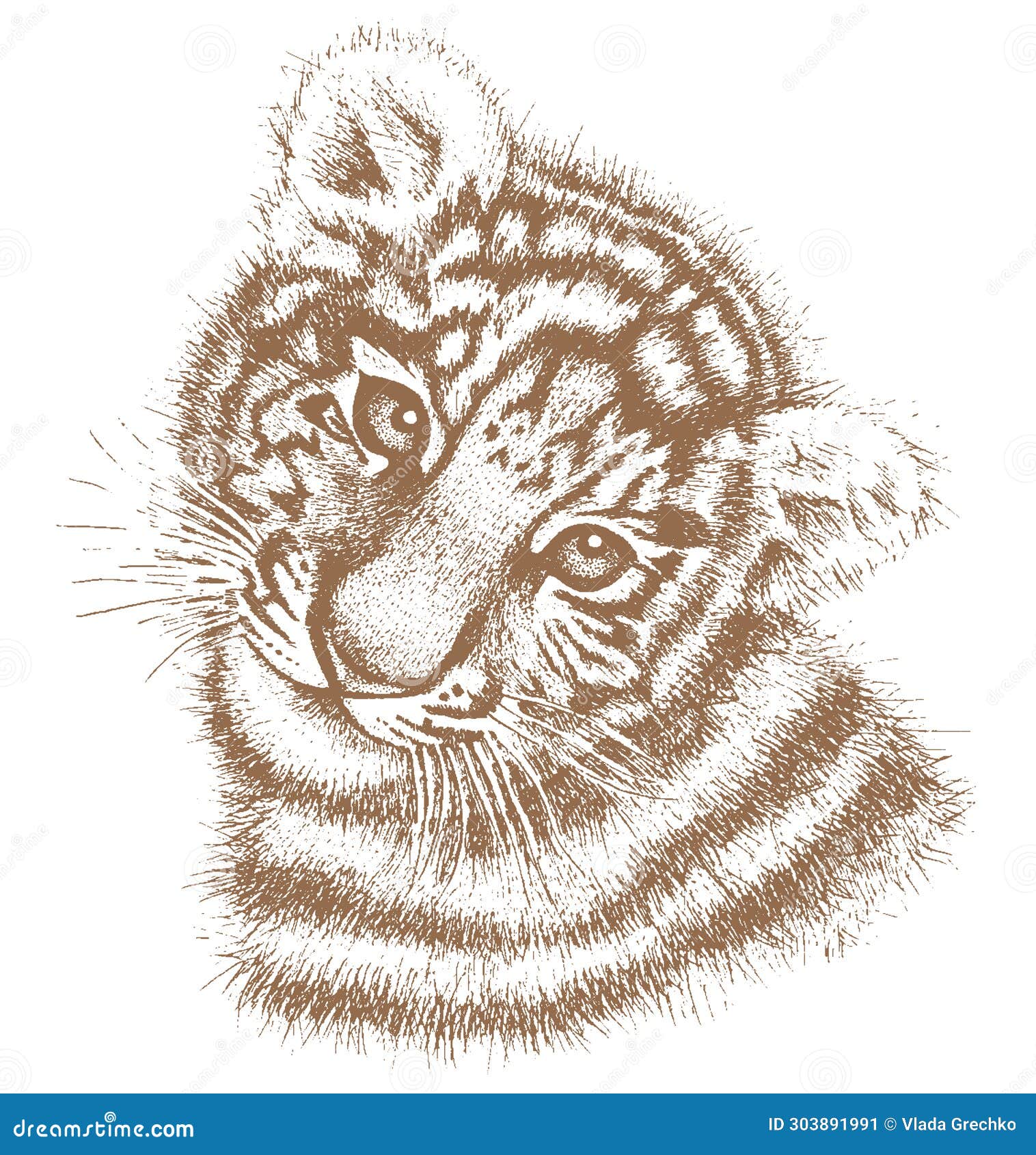 Tiger drawn by hand stock illustration. Illustration of fauna - 303891991