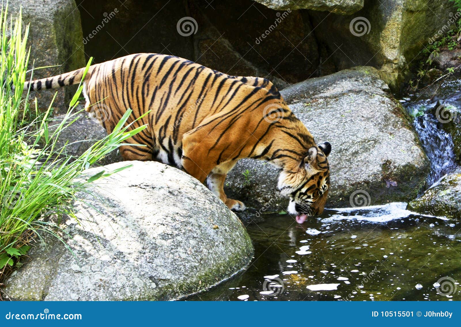 Tiger drinking stock image. Image of tigers, tiger, predator - 10515501