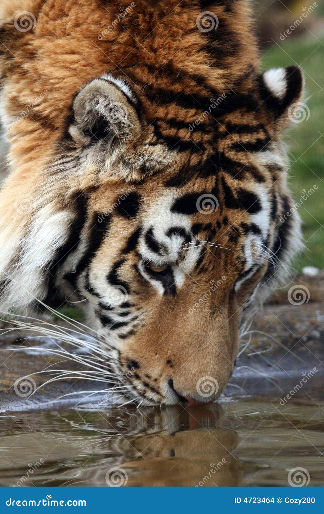 Tiger drinking stock photo. Image of whiskas, animal, wild - 4723464