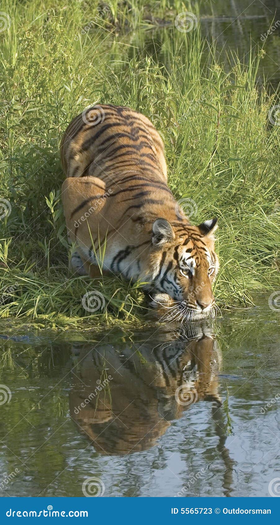 Tiger drinking stock image. Image of wild, wildlife, feline - 5565723