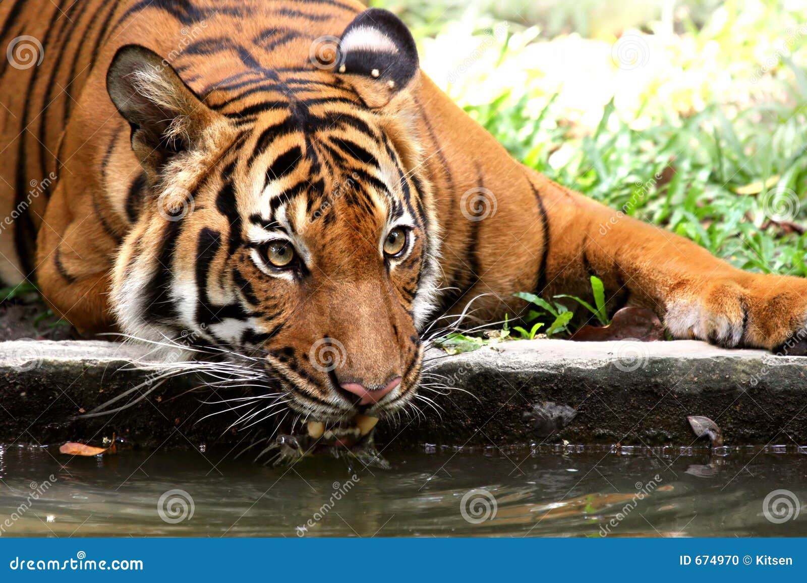 Tiger drinking stock photo. Image of male, bengal, mammal - 674970