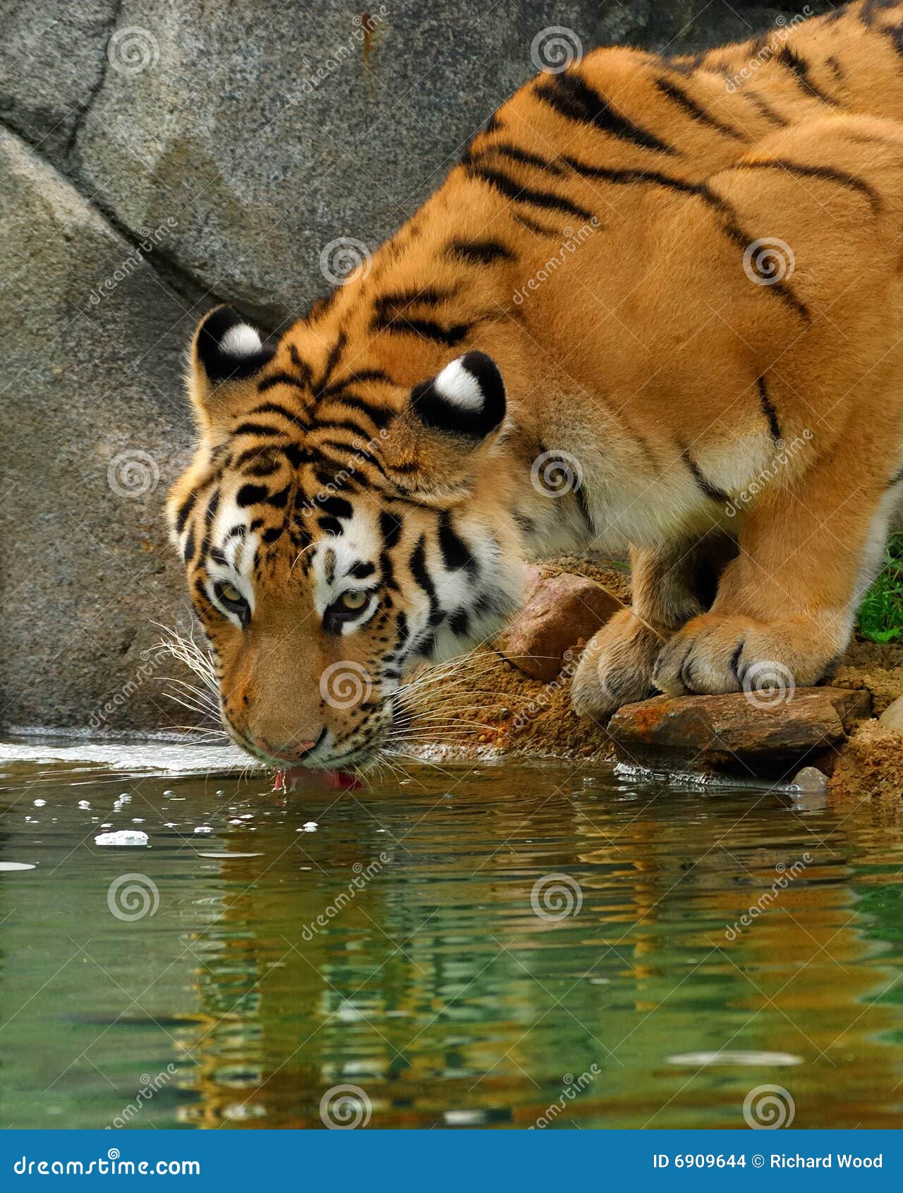 Tiger drinking stock photo. Image of clever, pond, mammal - 6909644