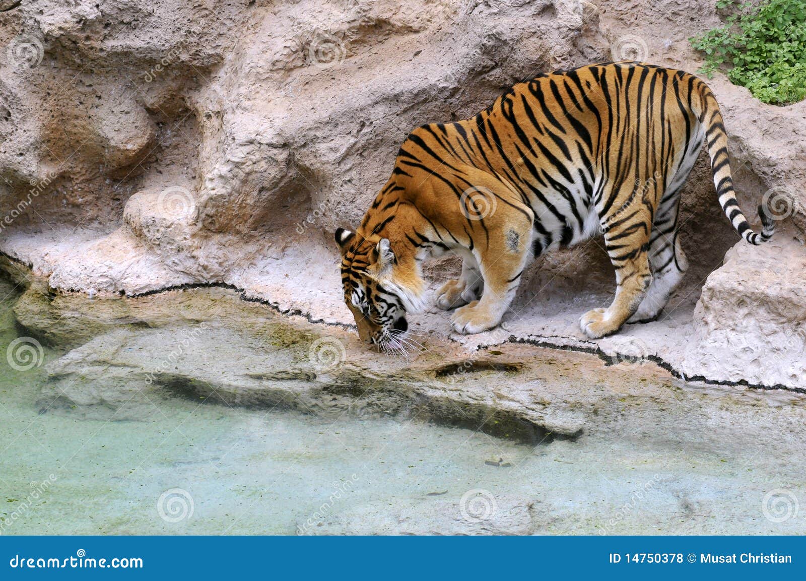 Tiger drinking from a pond stock photo. Image of endangered - 14750378