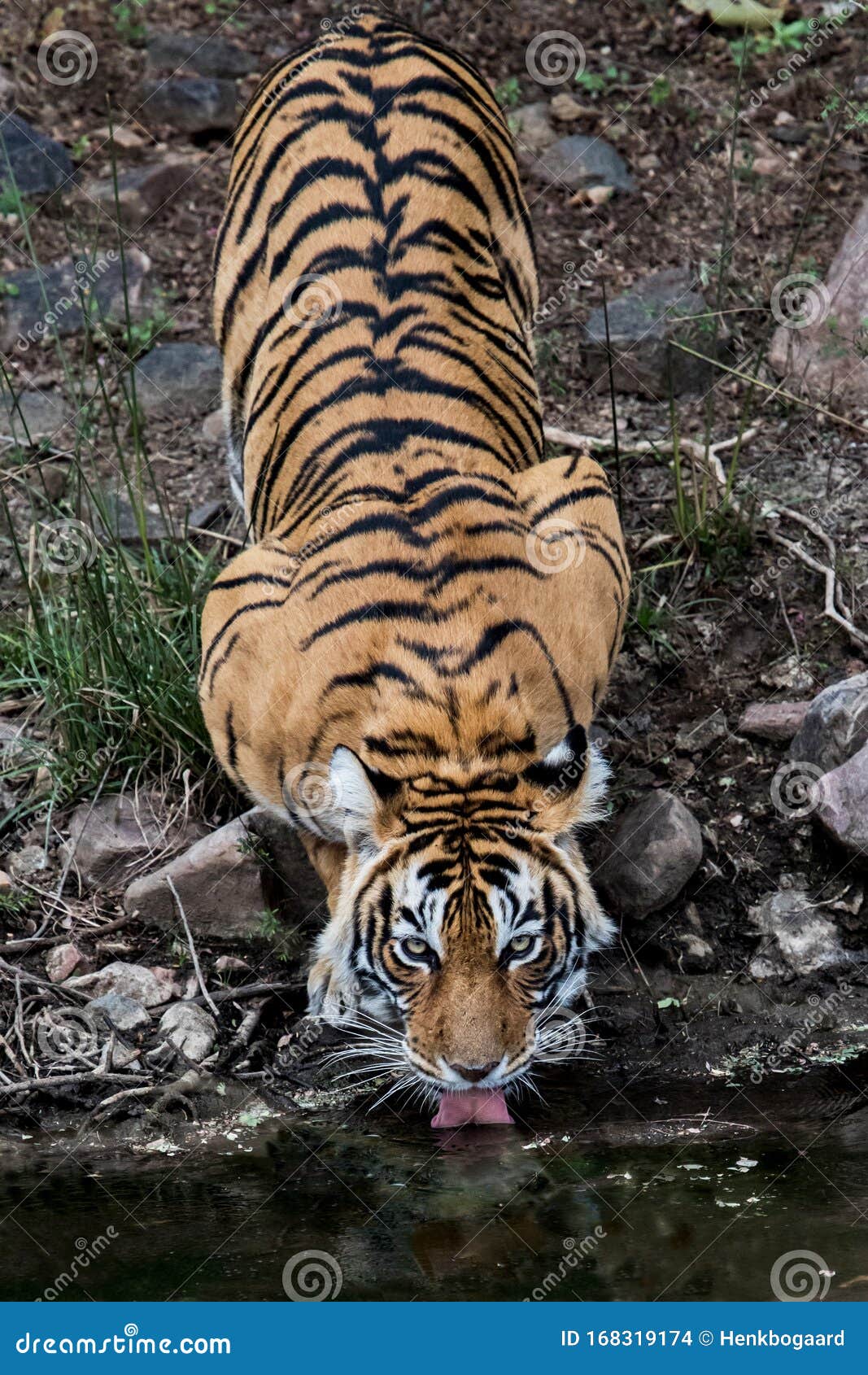 Tiger drinking stock photo. Image of outdoors, wildlife - 168319174