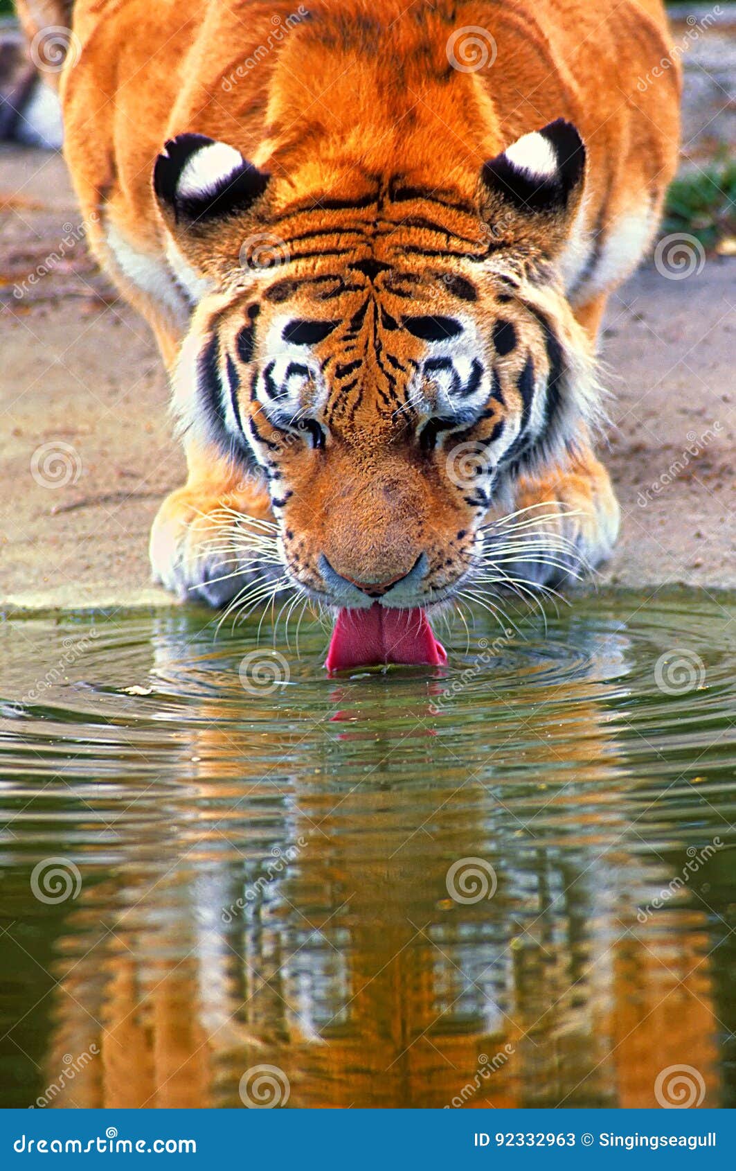 Tiger drinking. stock image. Image of portrait, portraiture - 92332963