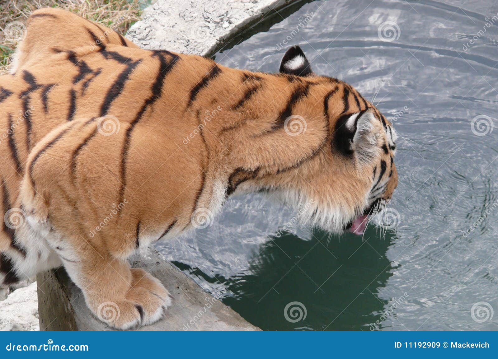 Tiger Drinking Water in the Pond Stock Image - Image of beautiful ...