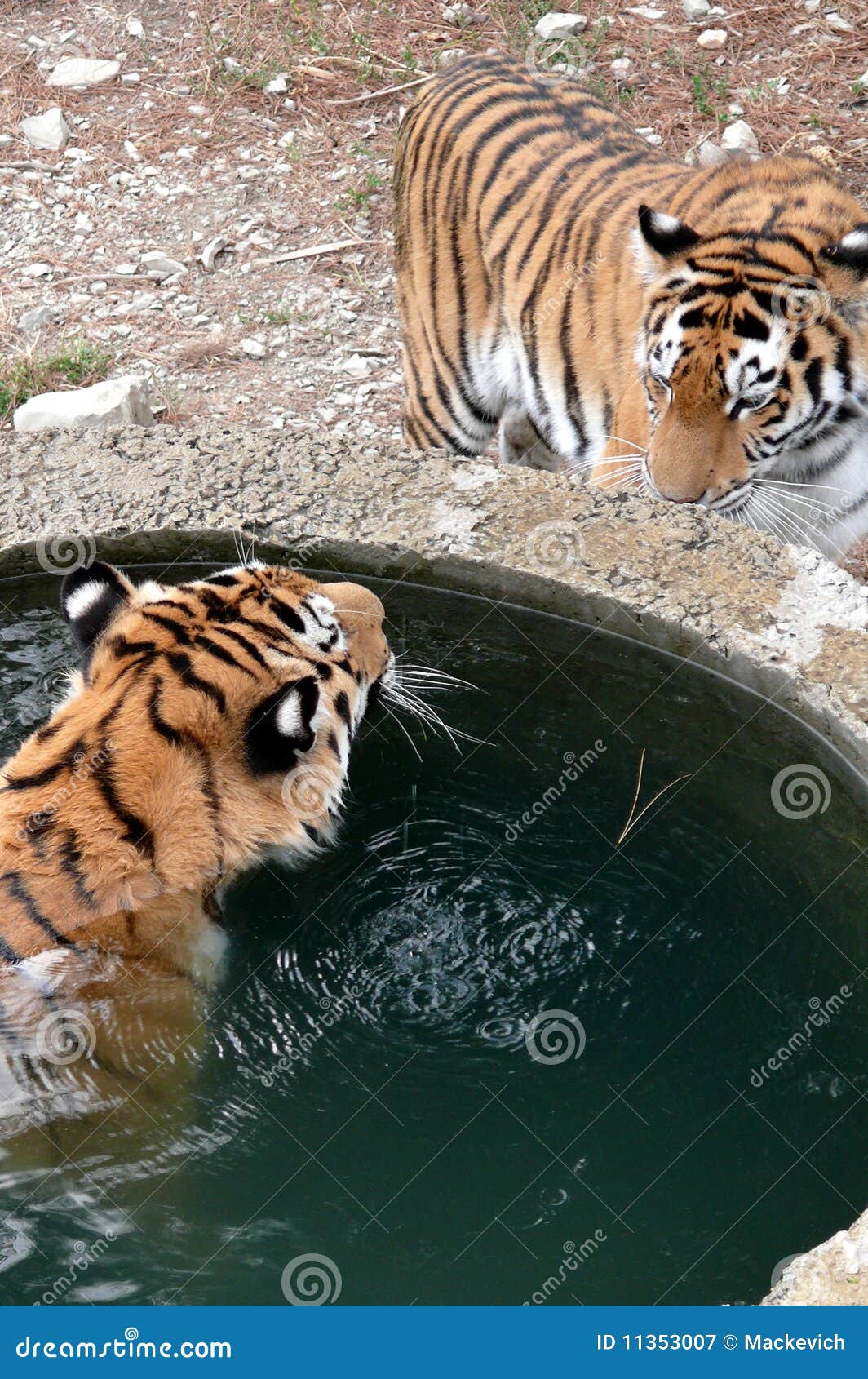 Tiger, drinking water. stock image. Image of recorded - 11353007