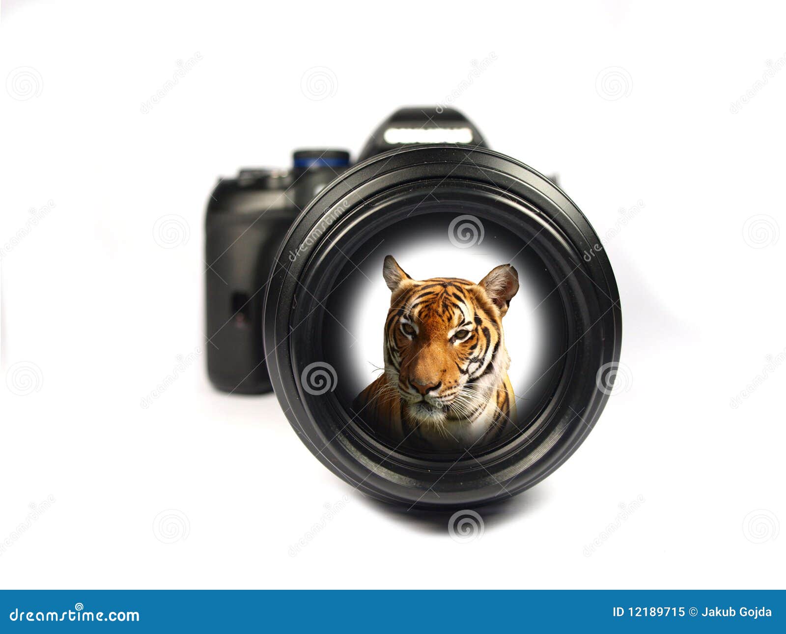 Tiger in dslr objective stock image. Image of empty, 58mm - 12189715