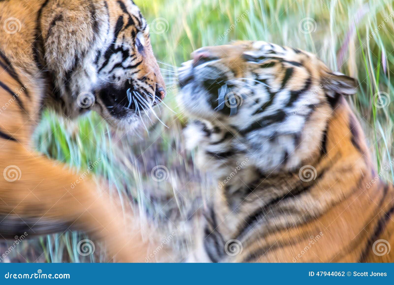 Tigers Playing stock photo. Image of sumatra, play, tiger - 47944062