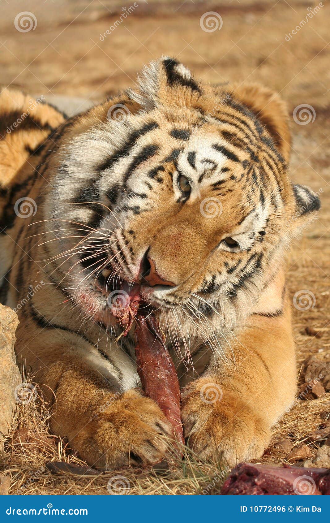 Tiger eating stock photo. Image of outdoors, meat, head - 10772496