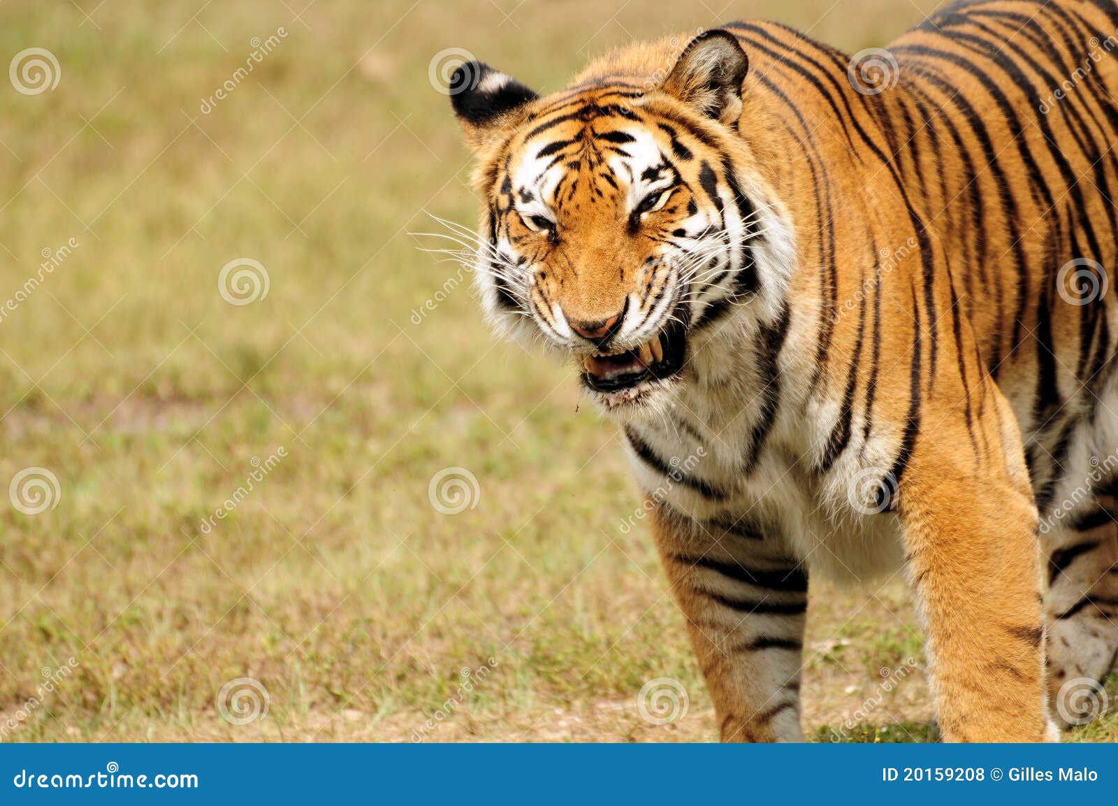 Tiger Eating stock photo. Image of tiger, color, animals - 20159208
