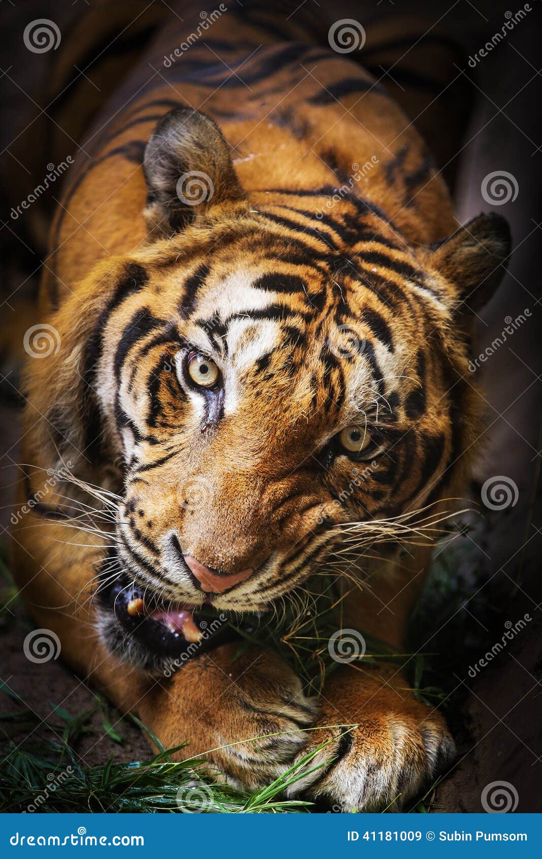 Tiger eating bamboo leaves stock image. Image of endangered - 41181009