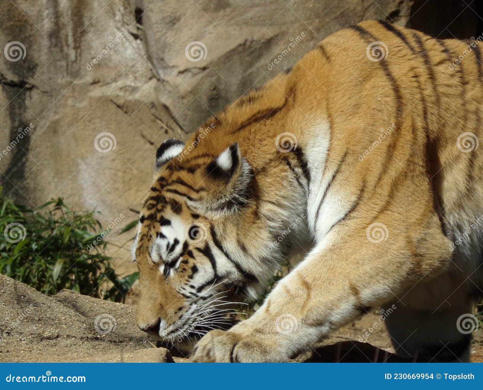 Tiger Eating Bone stock photo. Image of wildlife, eating - 230669954