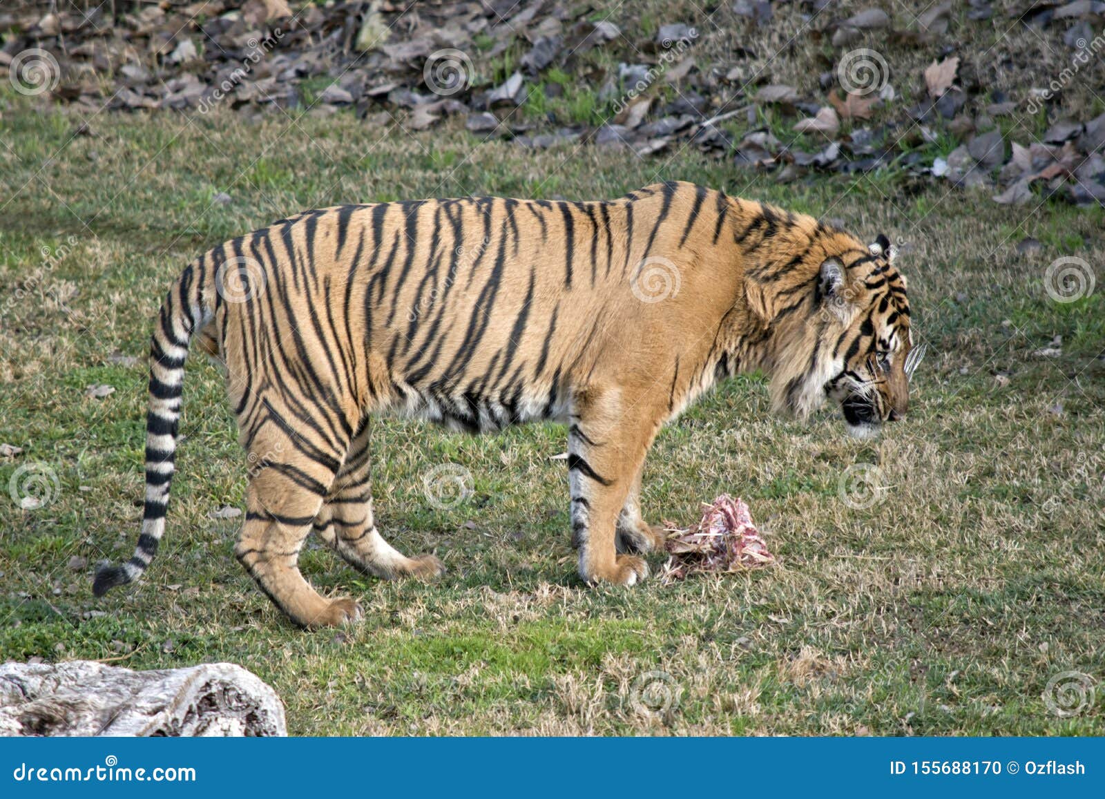 This is a Side View of a Tiger Stock Photo - Image of stripes, nose ...