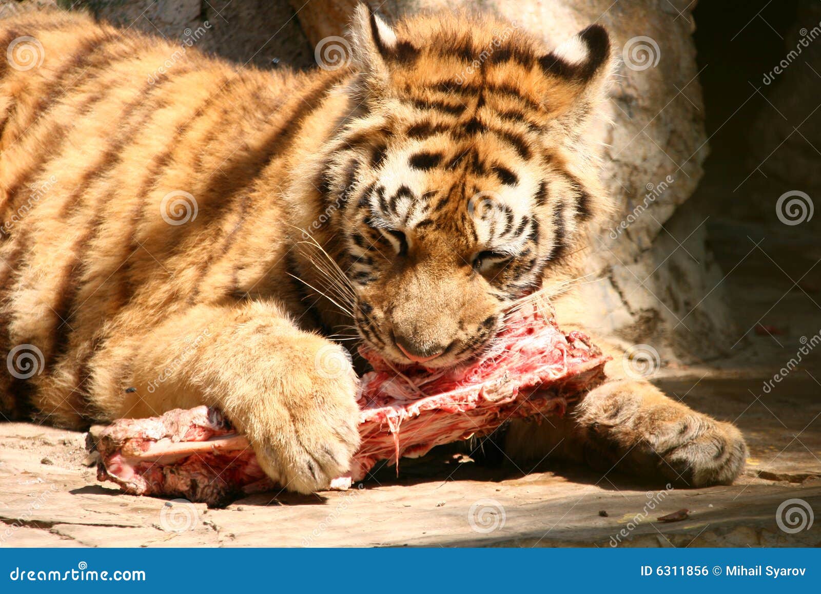 A tiger eating meat stock photo. Image of meat, danger - 6311856