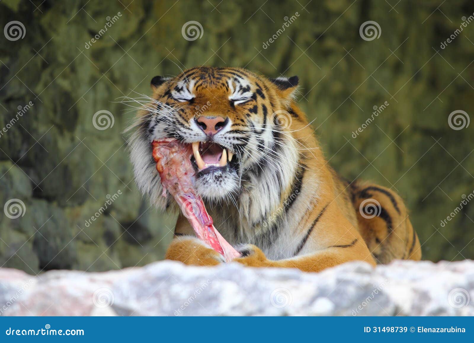 343 Tiger Bone Stock Photos - Free & Royalty-Free Stock Photos from ...