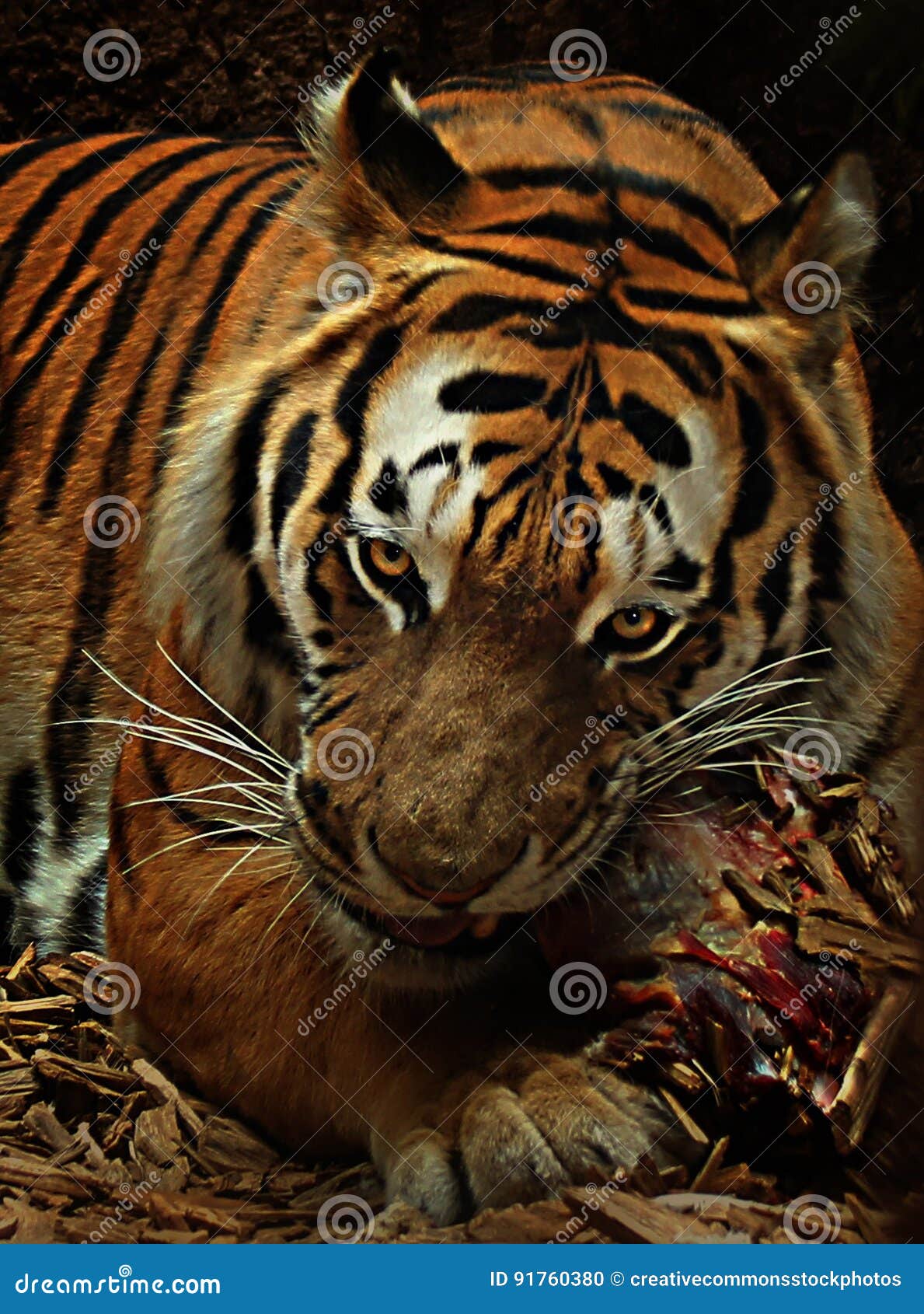 Tiger Eating Meat Picture. Image: 91760380