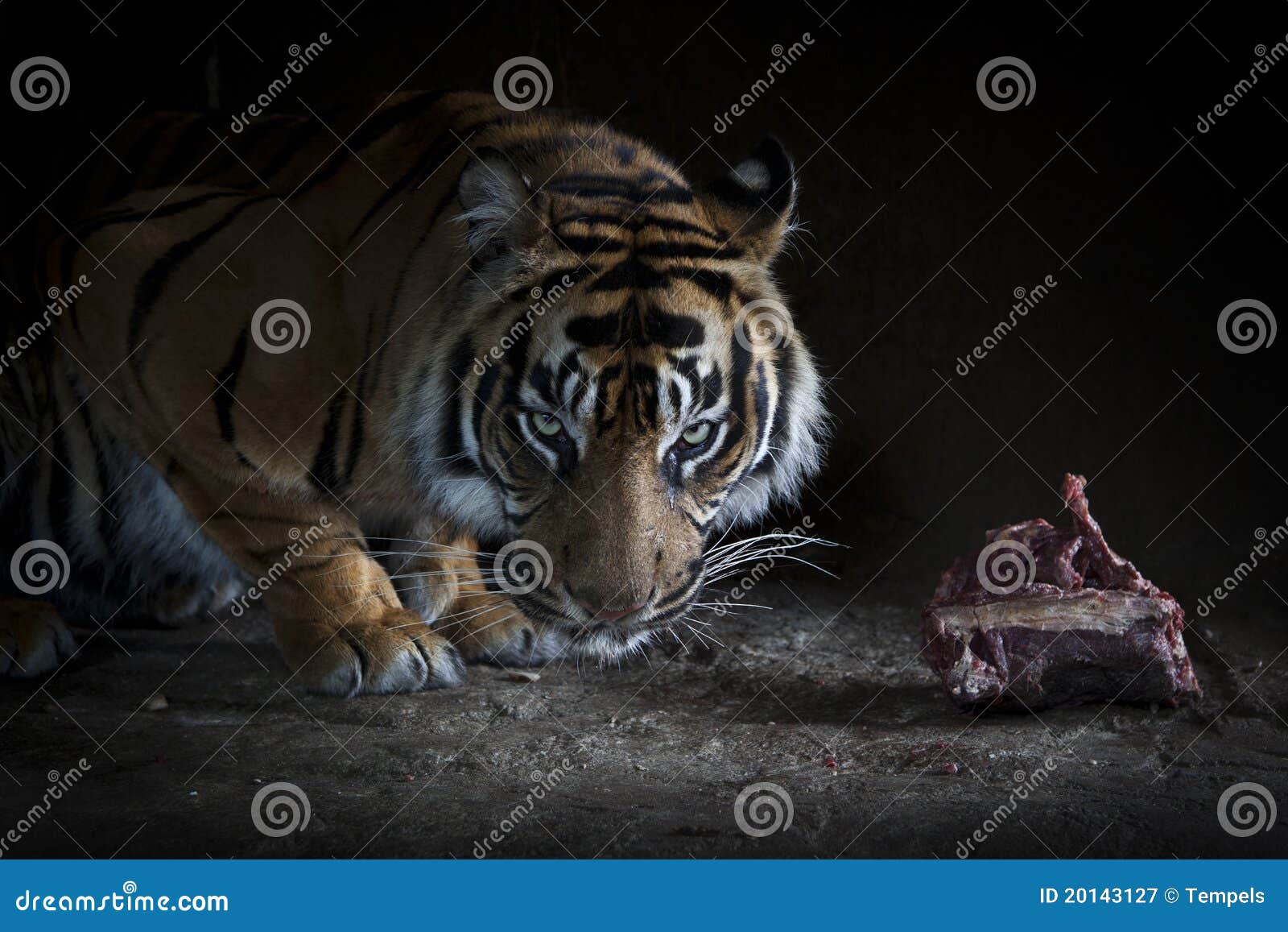 Tiger Eating a Piece of Meat Stock Image - Image of claw, power: 20143127