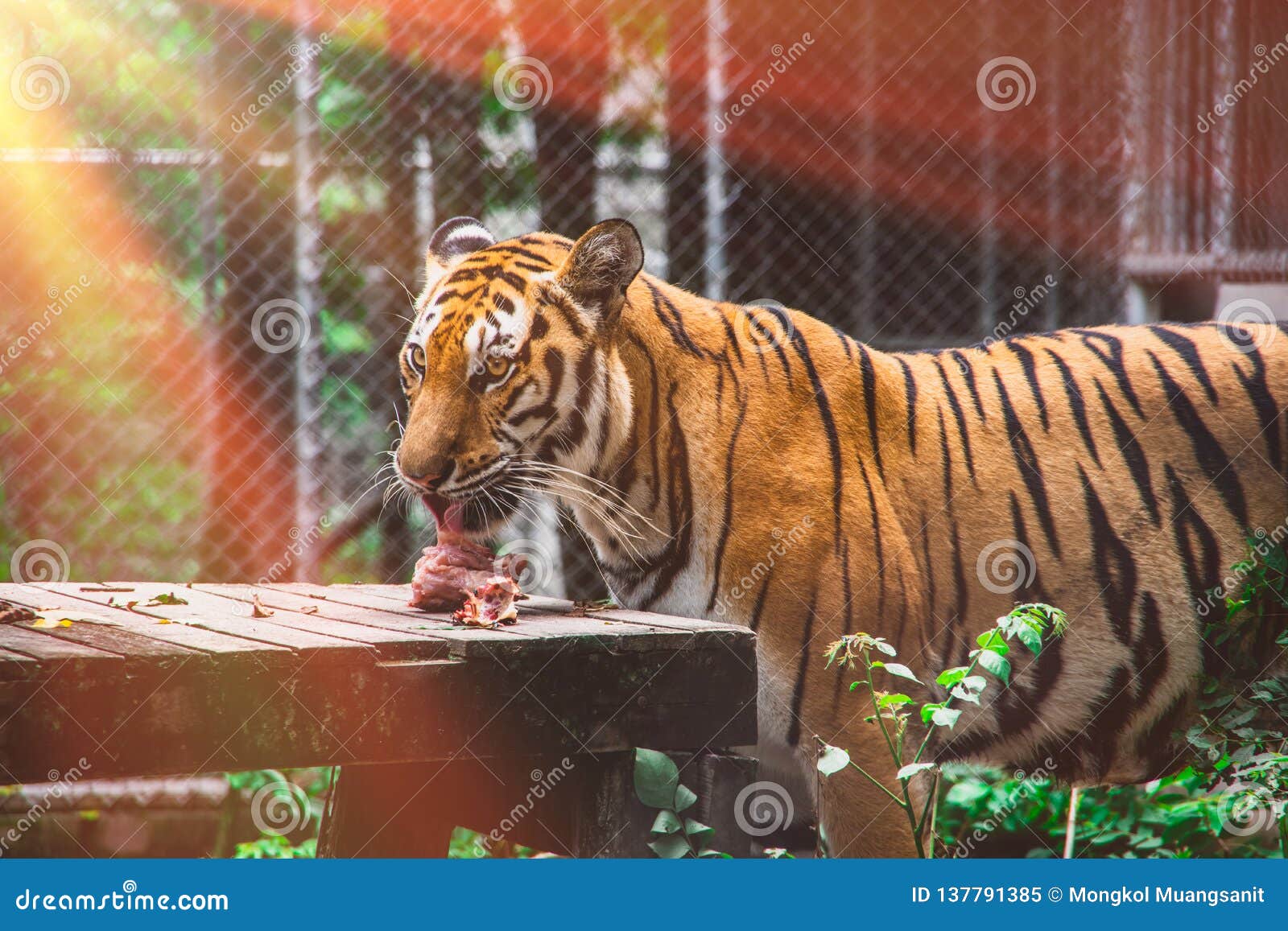 Tiger eating piece of meat stock image. Image of grain - 137791385