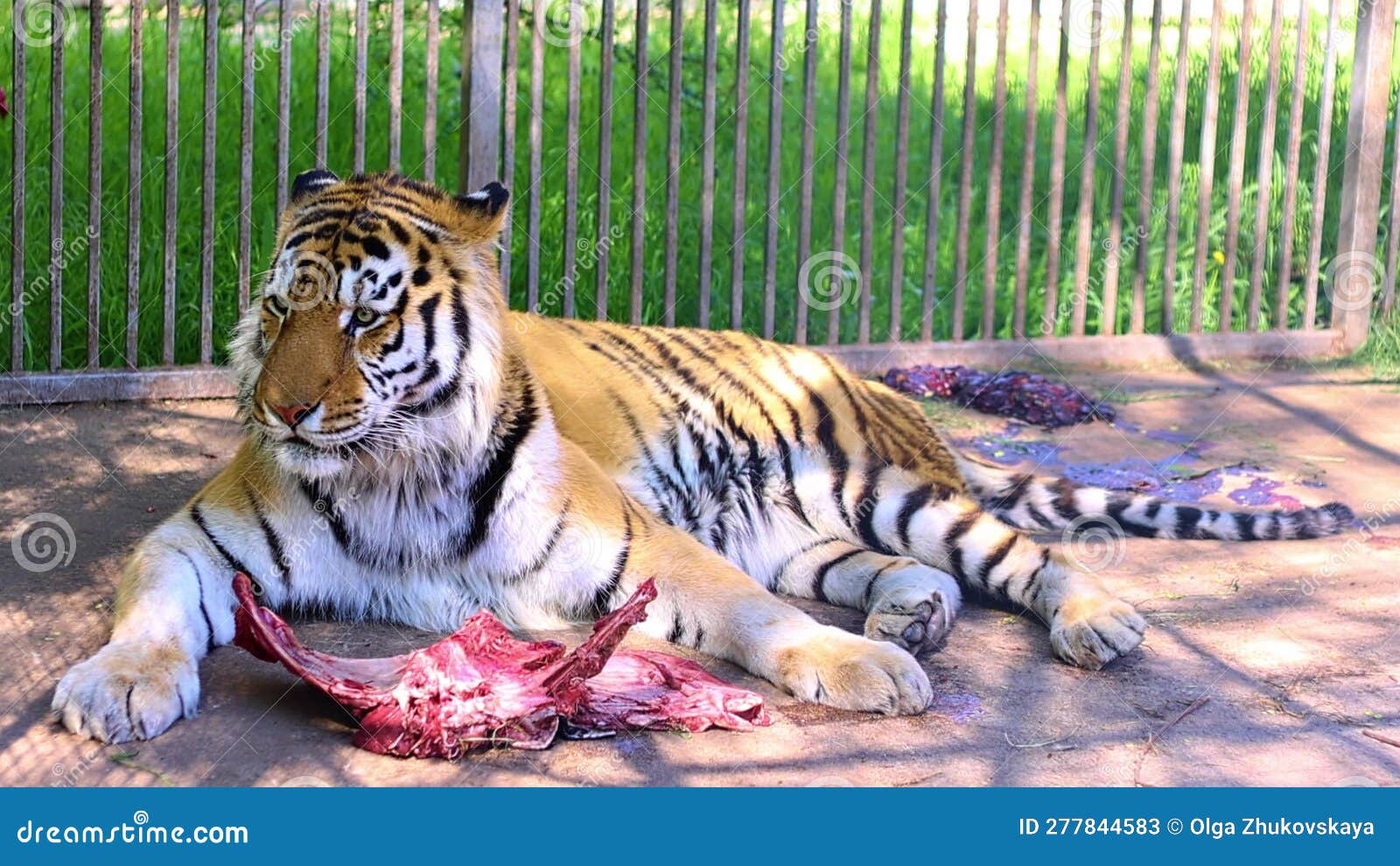 The Tiger Eats Meat. Predator Stock Video - Video of mammal, prey ...