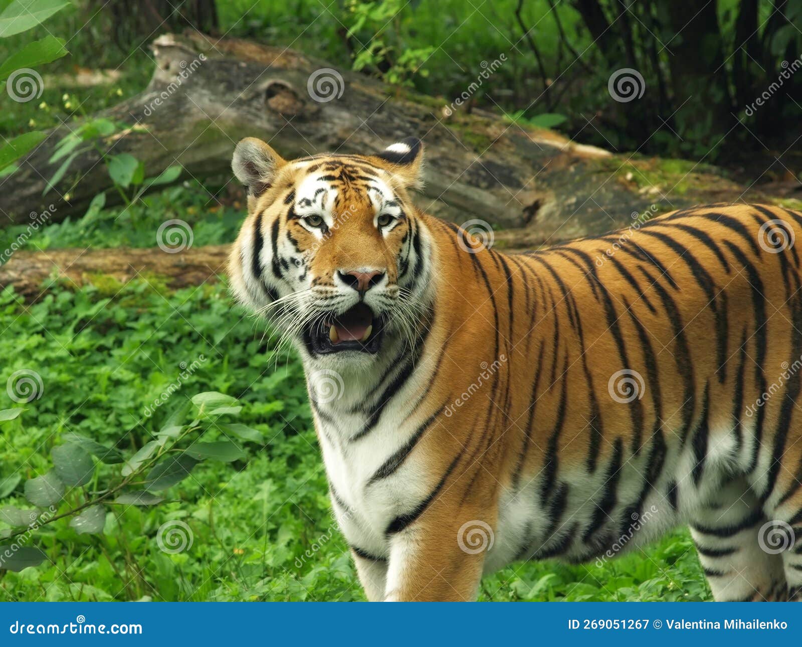 Tiger in the Enclosure of the Riga Zoo Stock Image - Image of majestic ...