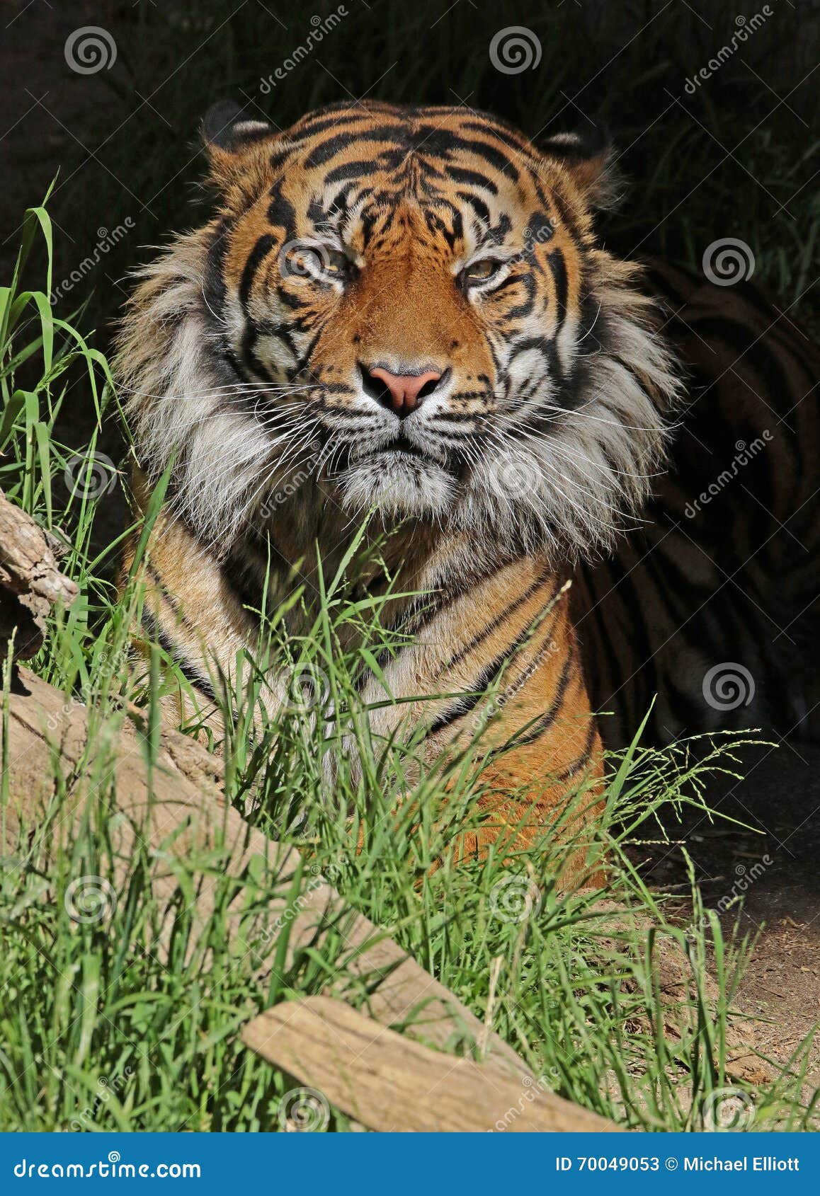 Tiger stock image. Image of power, chinese, asia, detail - 70049053