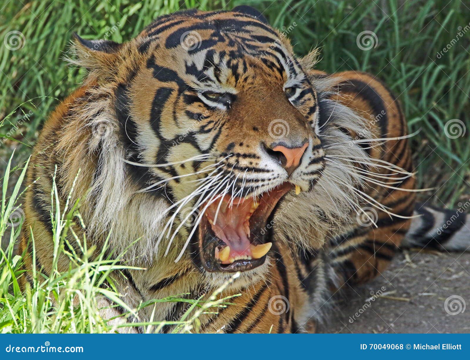 Tiger stock photo. Image of carnivore, indo, bengal, closeup - 70049068