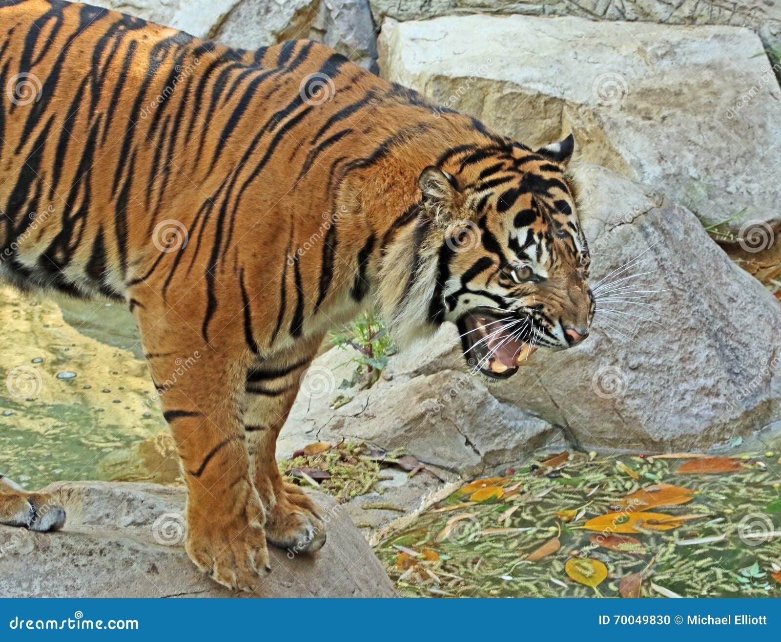 Tiger stock photo. Image of orange, dramatic, black, details - 70049830