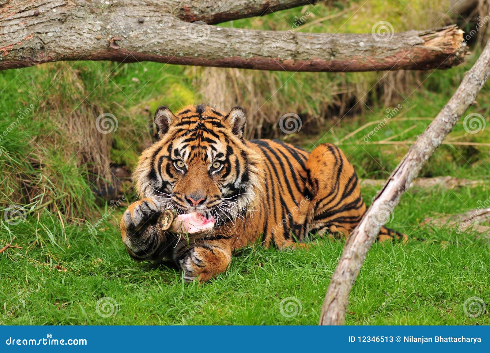 Tiger enjoying its meal stock image. Image of head, feline - 12346513