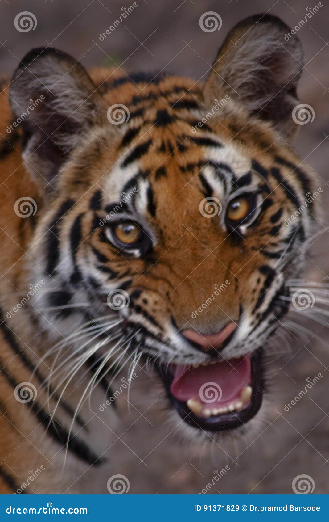 Tiger expressions stock image. Image of eyes, roar, tiger - 91371829
