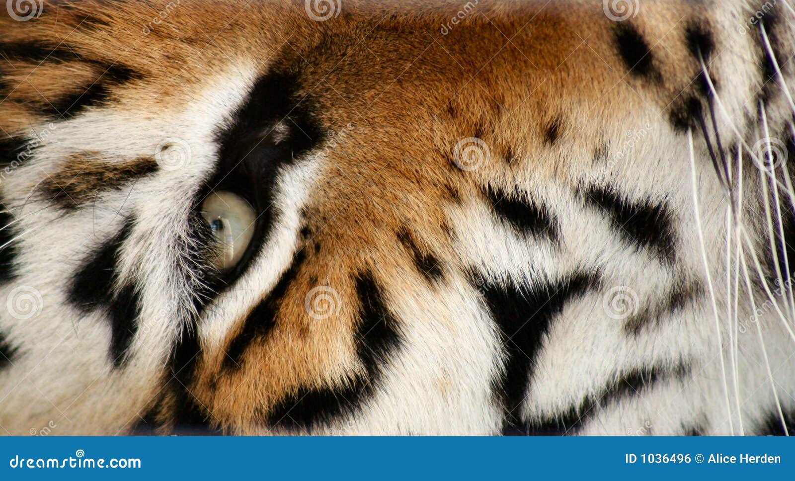 Tiger Eye stock photo. Image of pupil, stripes, ladykassie - 1036496