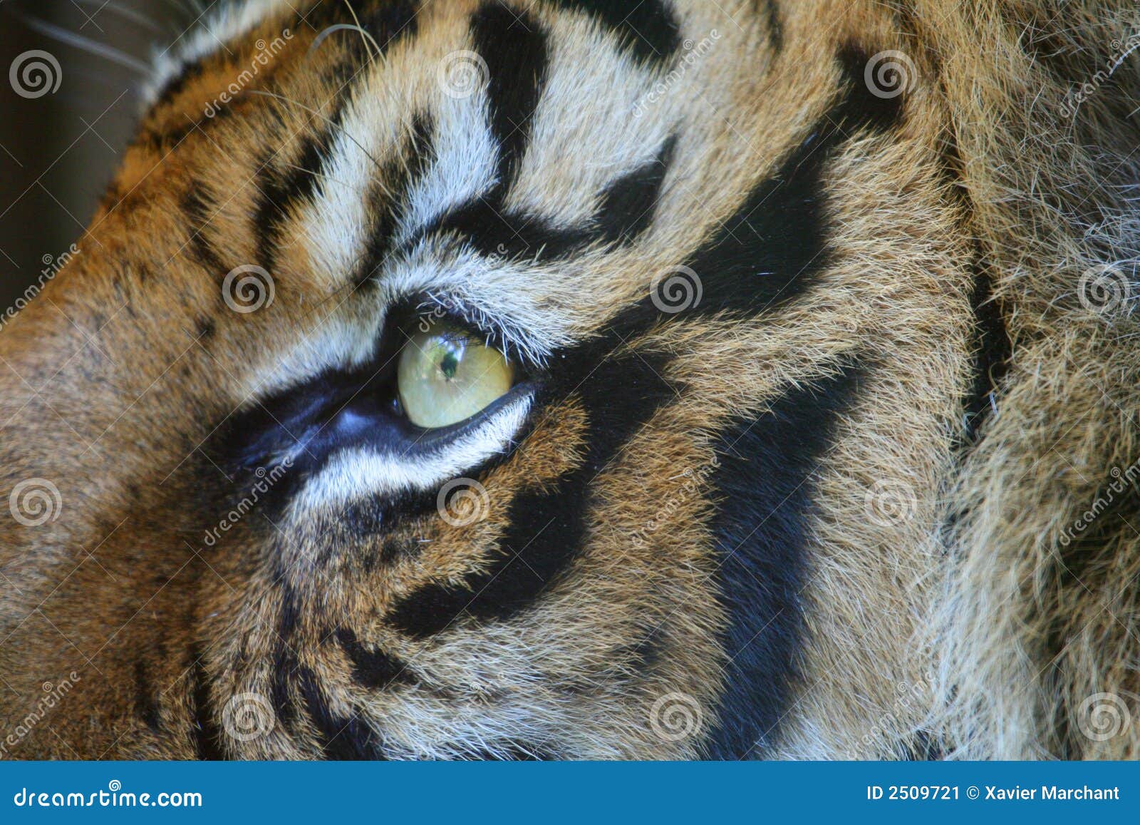 Tiger eye stock image. Image of ground, look, standing - 2509721