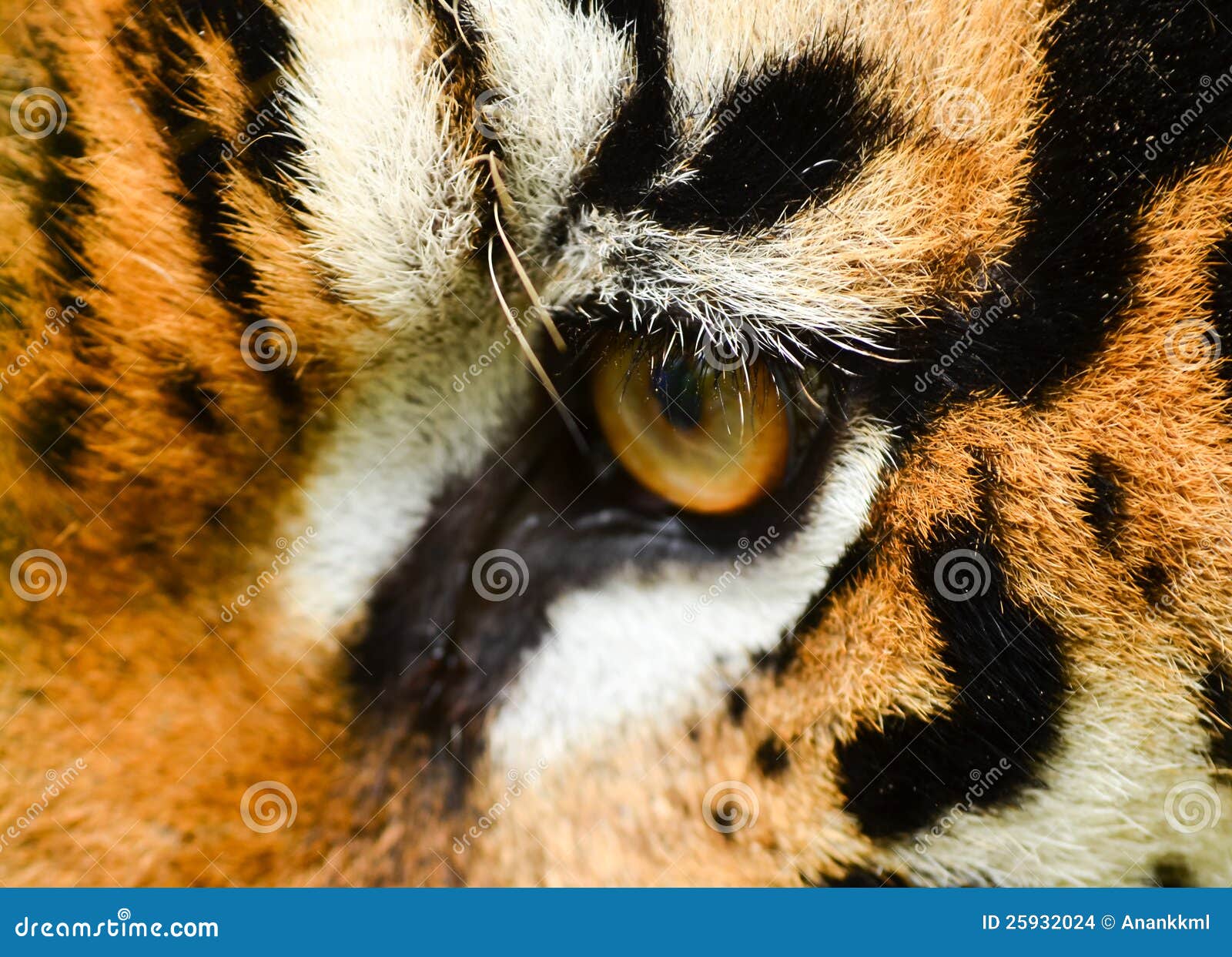 Tiger eye stock photo. Image of tigris, mammal, close - 25932024