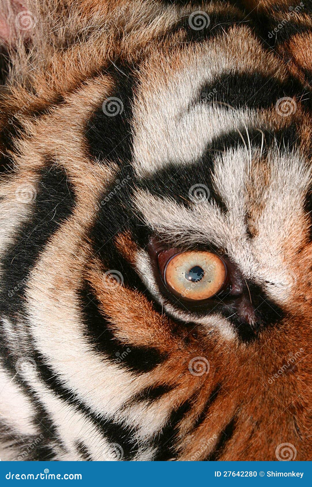 Tiger eye stock photo. Image of carnivore, felidae, feline - 27642280