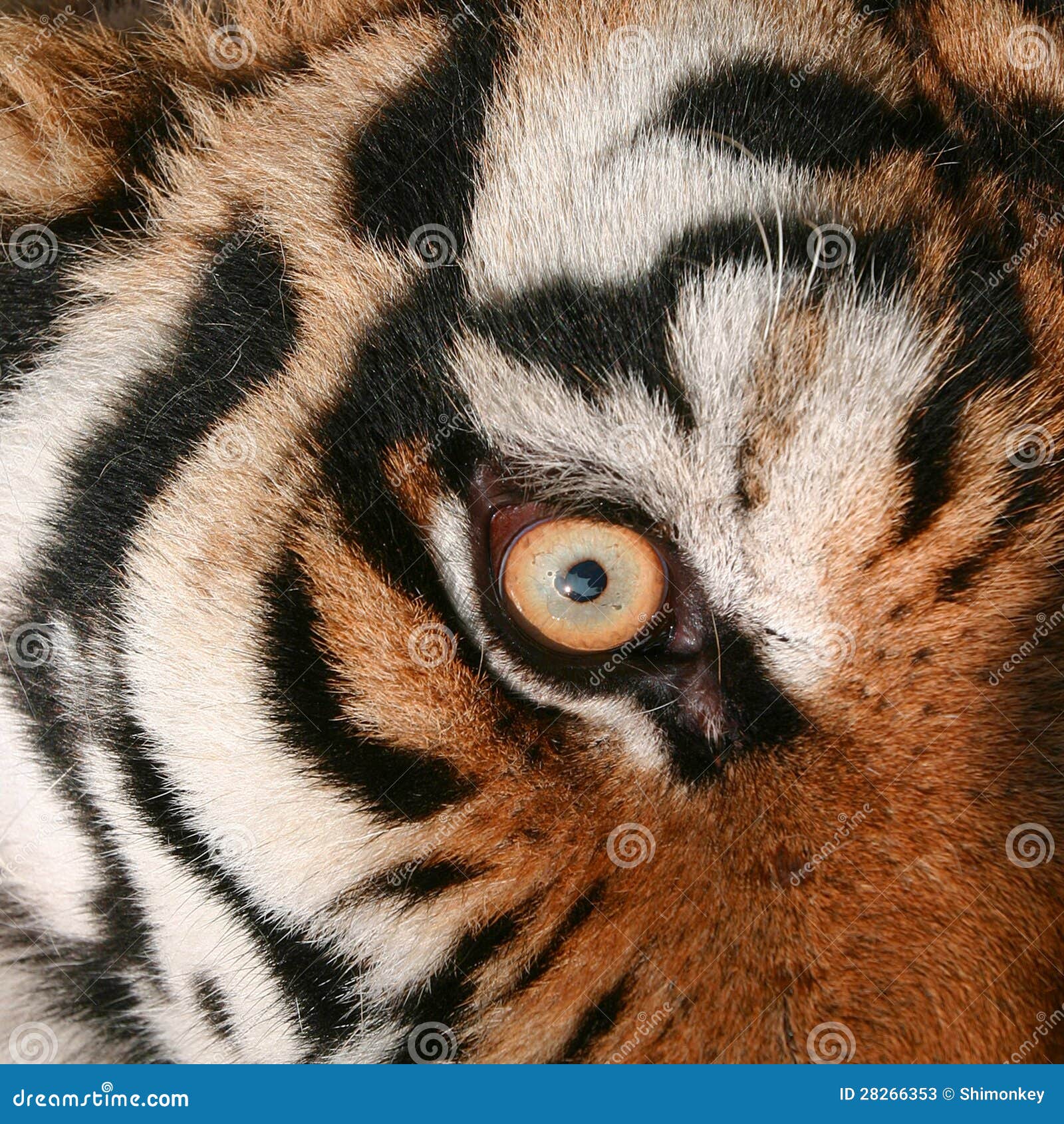 Tiger eye stock image. Image of dangerous, closeup, predator - 28266353