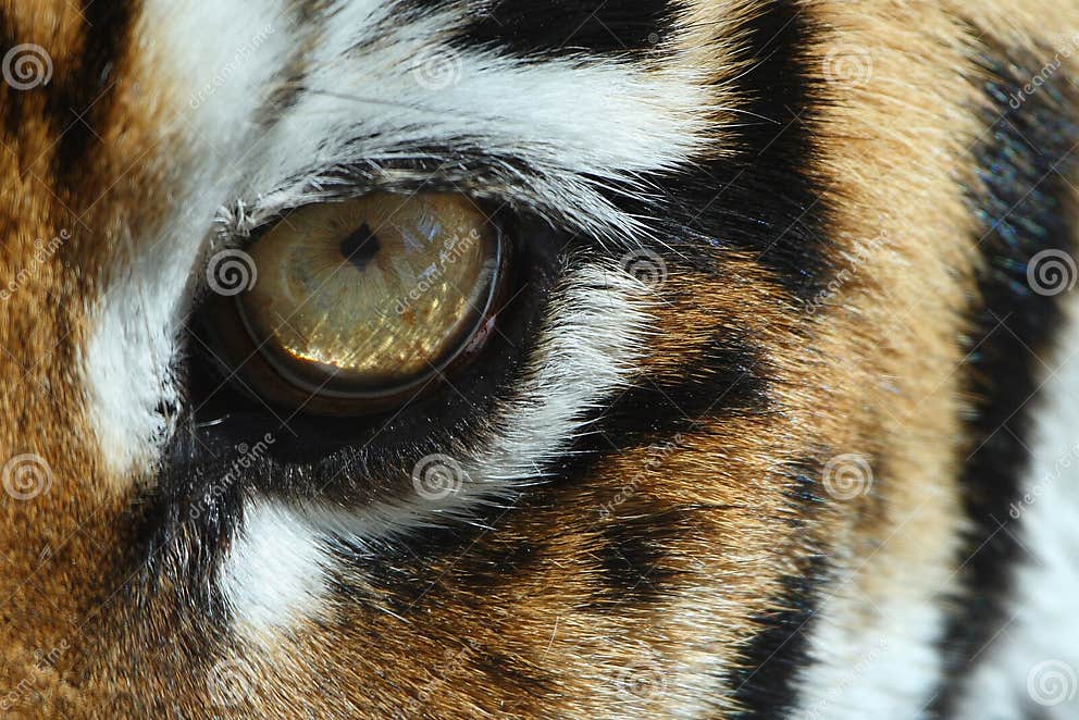 Tiger eye stock image. Image of beast, closeup, macrophotography - 4752871
