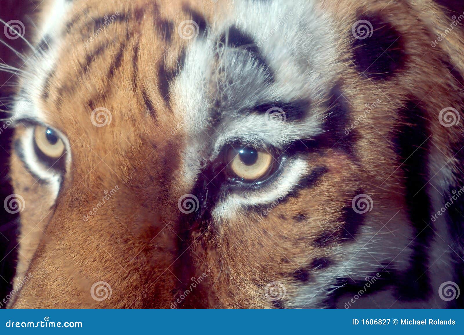 Tiger eyes stock image. Image of exotic, mammal, tiger - 1606827