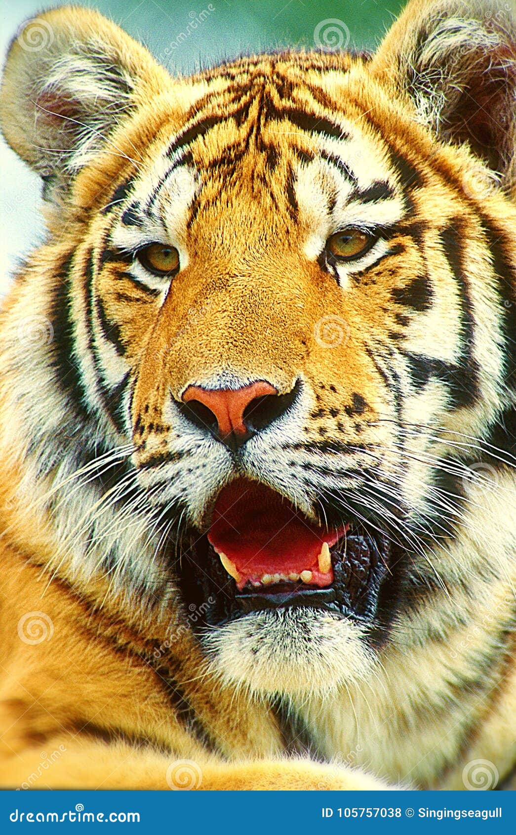 Tiger Face foto de archivo. Imagen de facial, cazador - 105757038