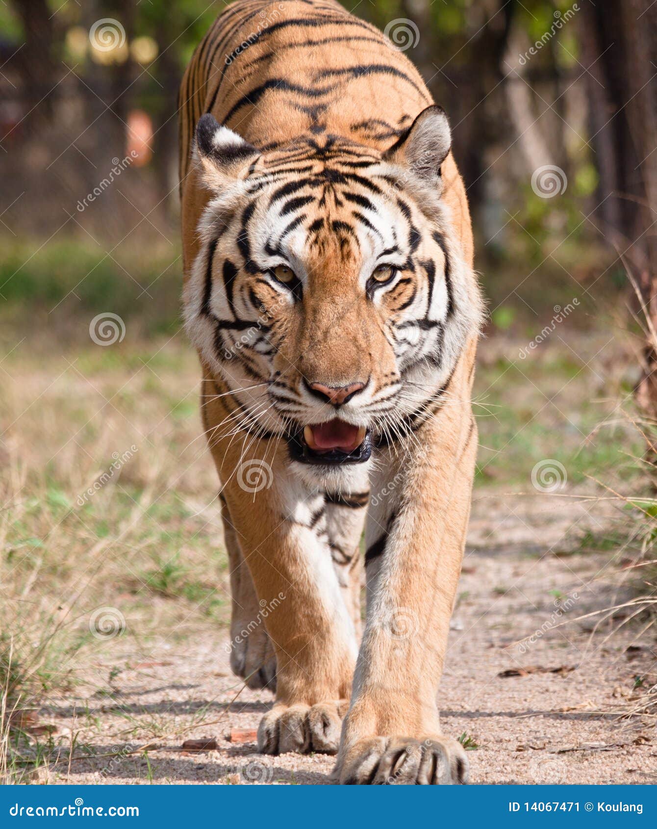 Tiger face stock image. Image of wildlife, stripes, panthera - 14067471