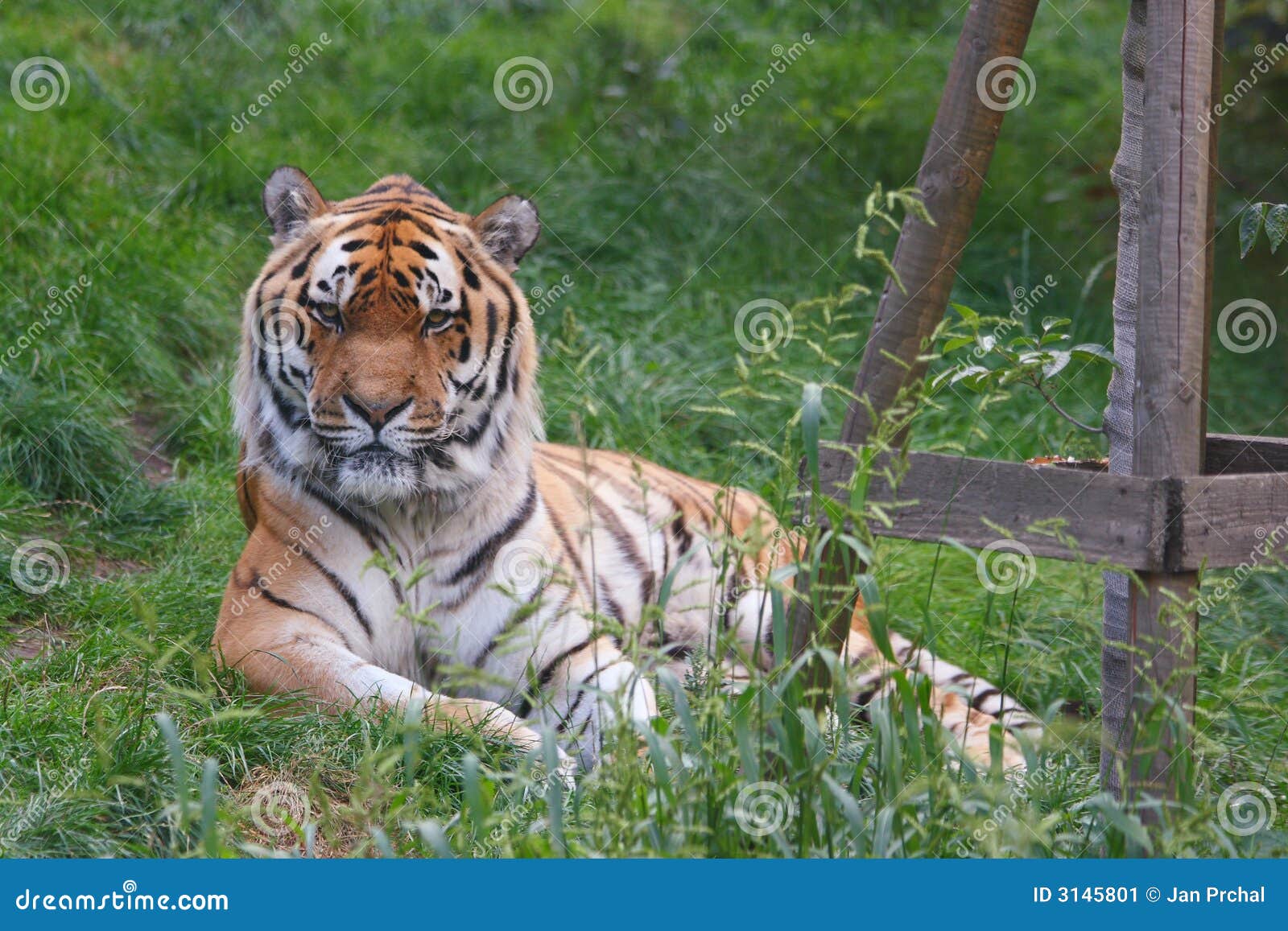 Tiger face stock image. Image of staring, striped, grass - 3145801