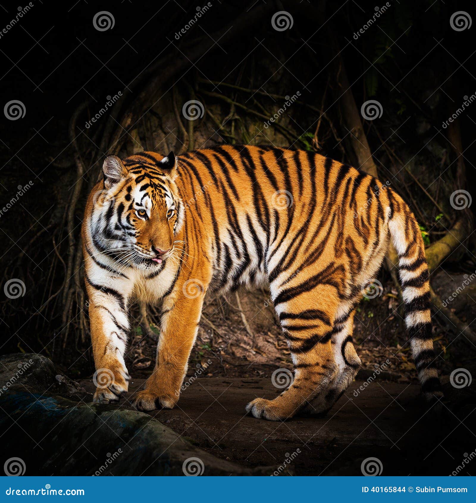 Tiger Face foto de stock. Imagem de beleza, gato, frente - 40165844