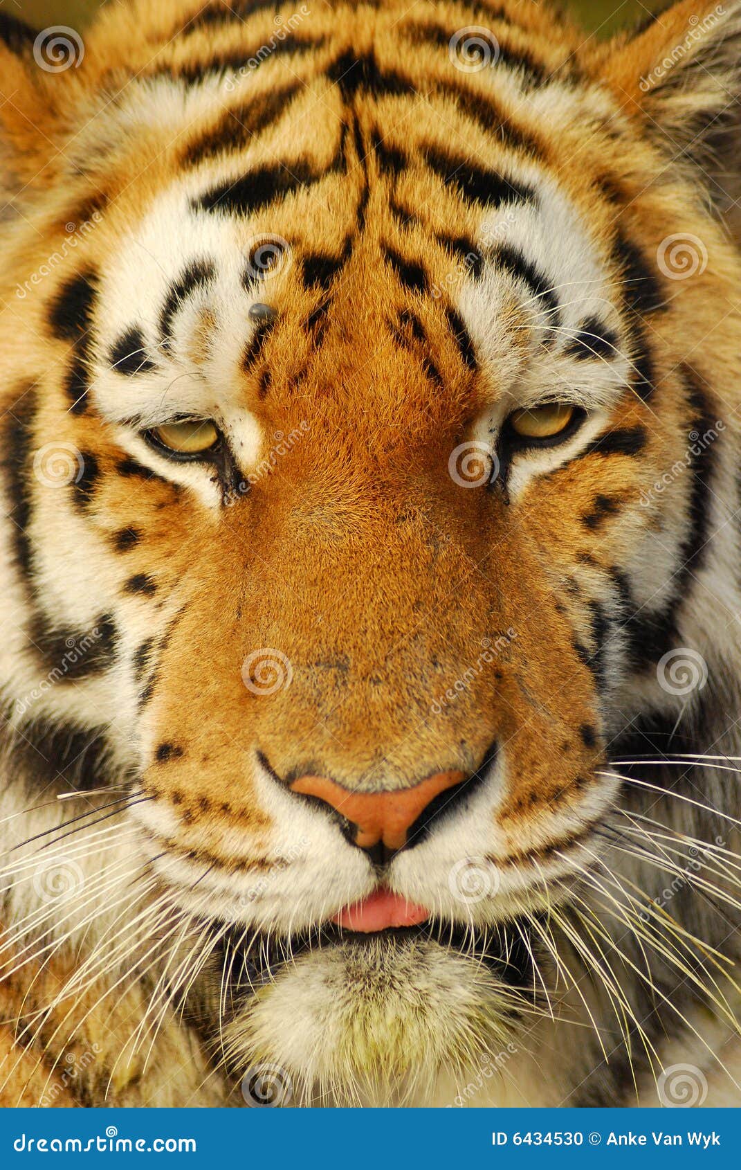 Tiger face stock photo. Image of endangered, colorful - 6434530