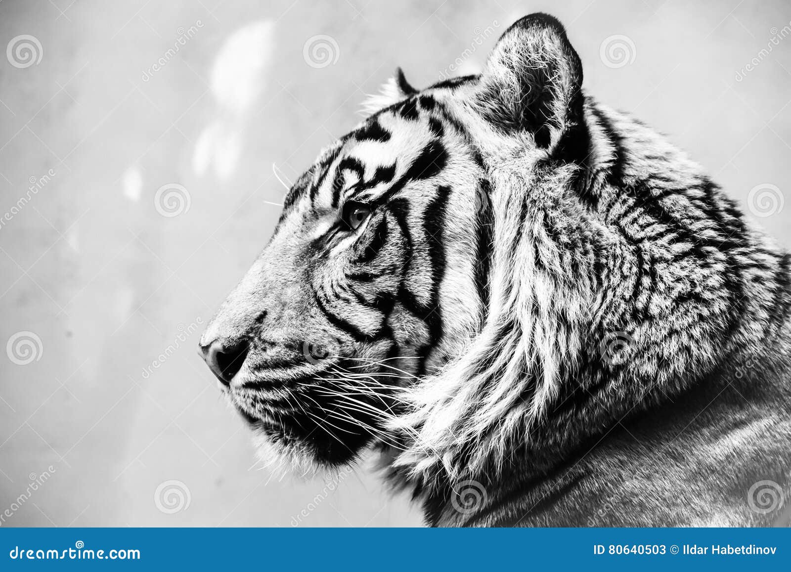 Profile Tiger face stock image. Image of face, fluffy - 80640503